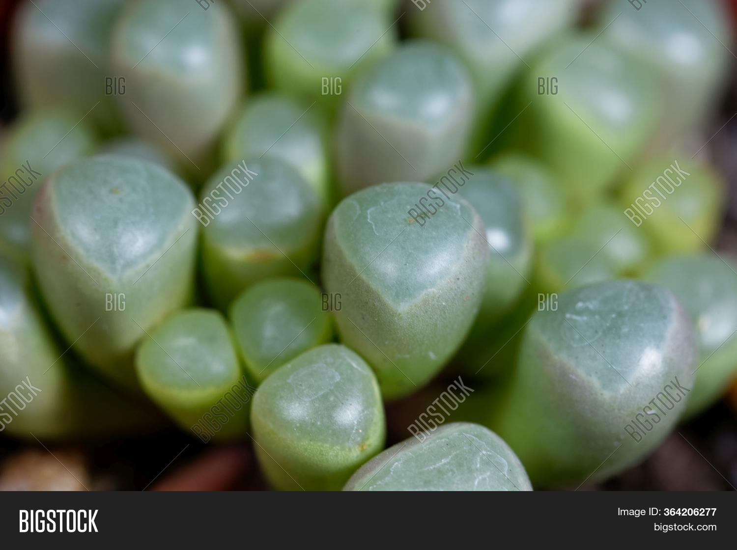Leaves Window Plant Image & Photo (Free Trial) | Bigstock