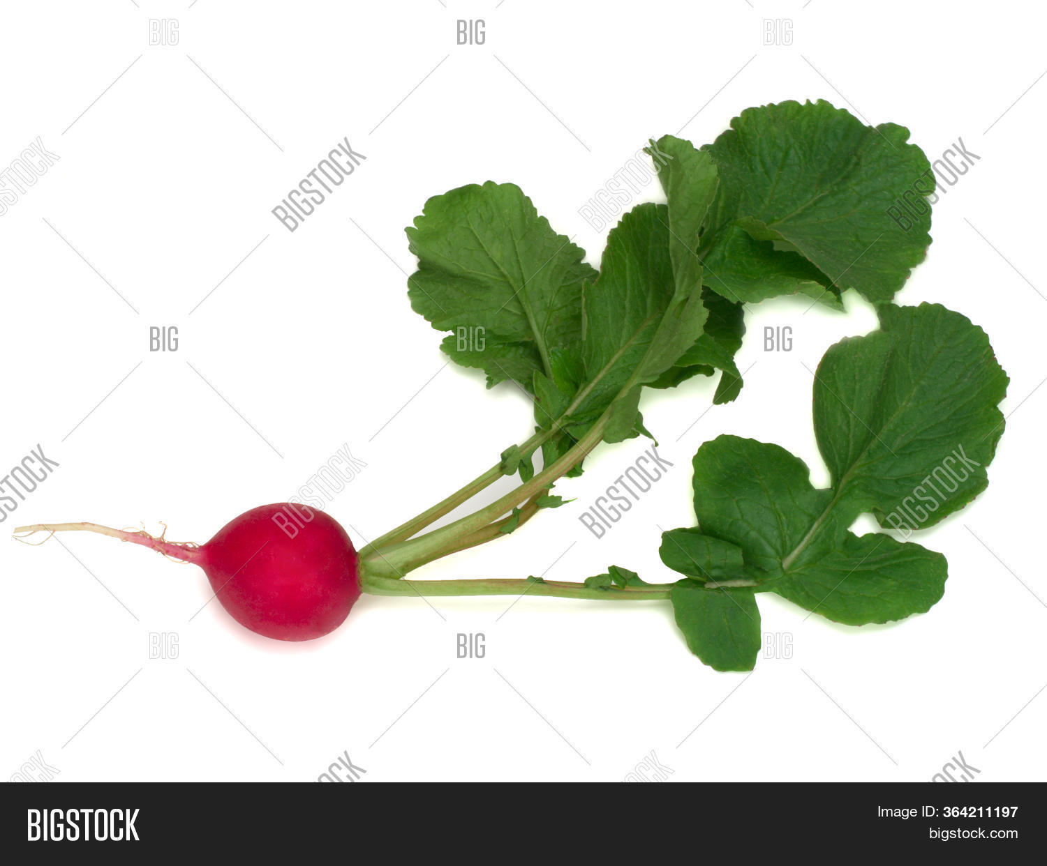 Fresh Radish Isolated Image & Photo (Free Trial) | Bigstock