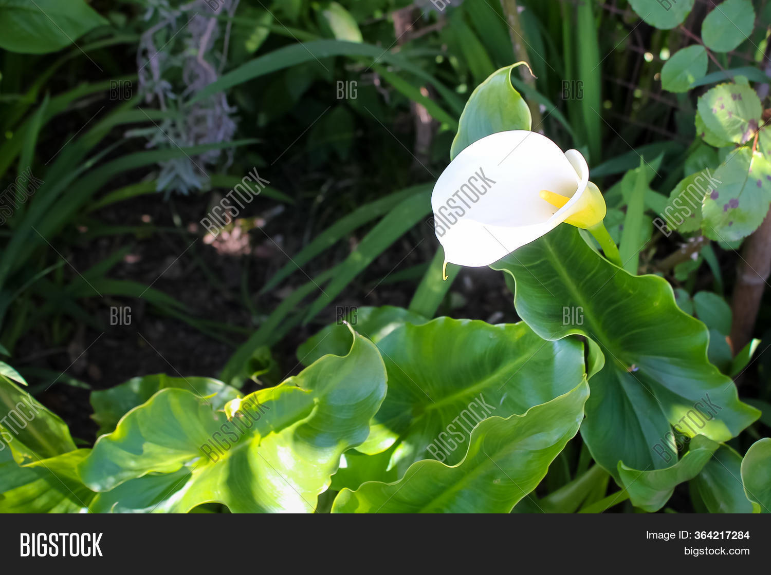 White Calla Flower Image & Photo (Free Trial) | Bigstock