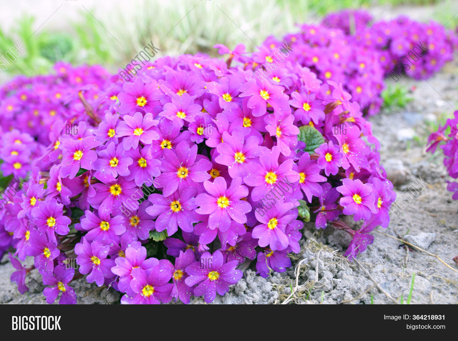 Primrose Ordinary Image & Photo (Free Trial) | Bigstock