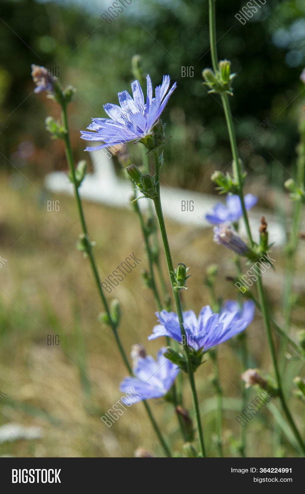 Common Chicory Plant Image & Photo (Free Trial) | Bigstock