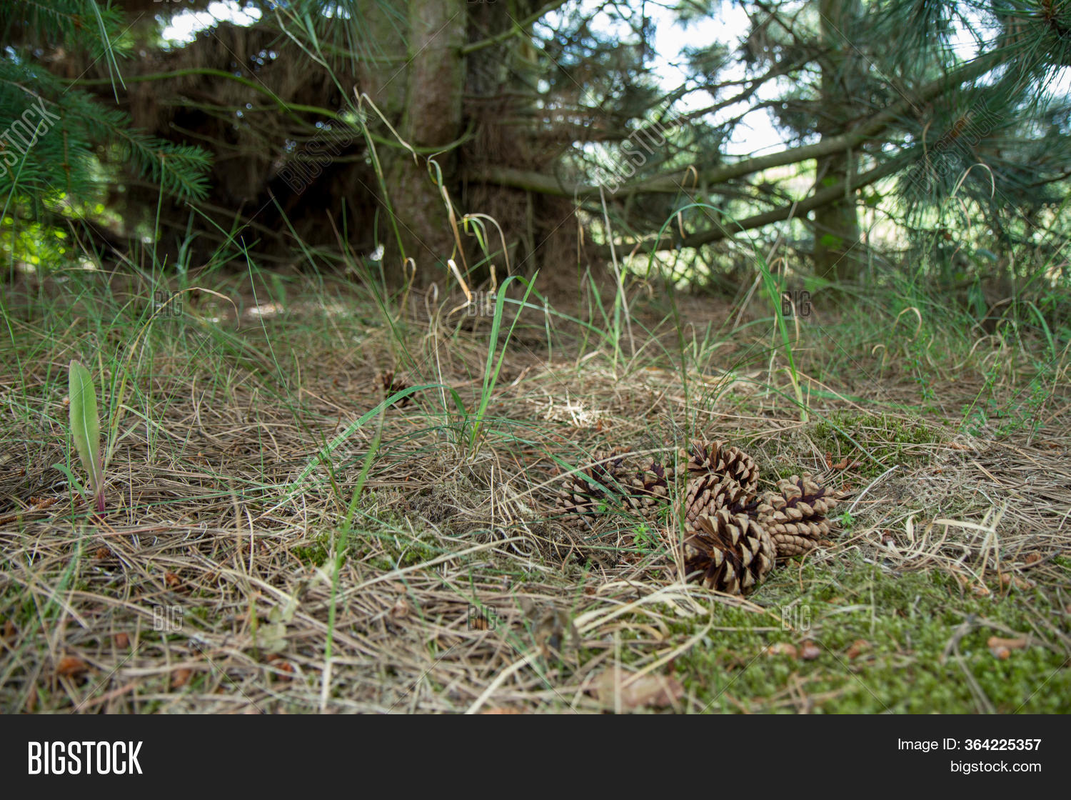 Pine Cones Fallen Tree Image & Photo (Free Trial) | Bigstock