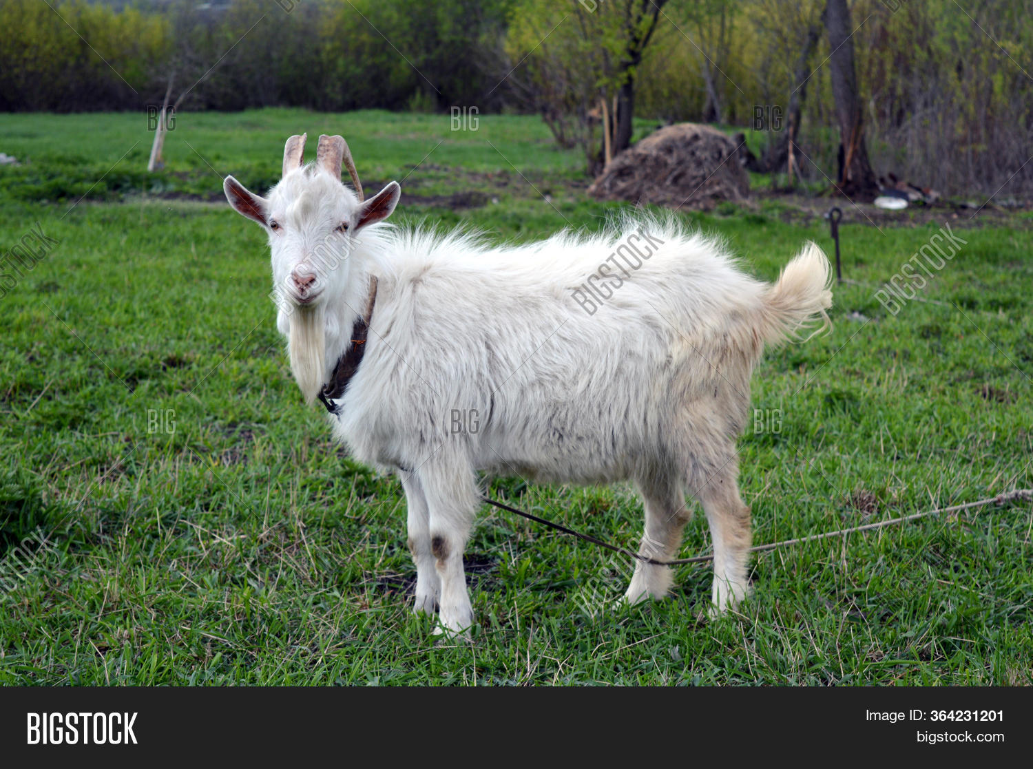 White Goat Grazes Image & Photo (Free Trial) | Bigstock