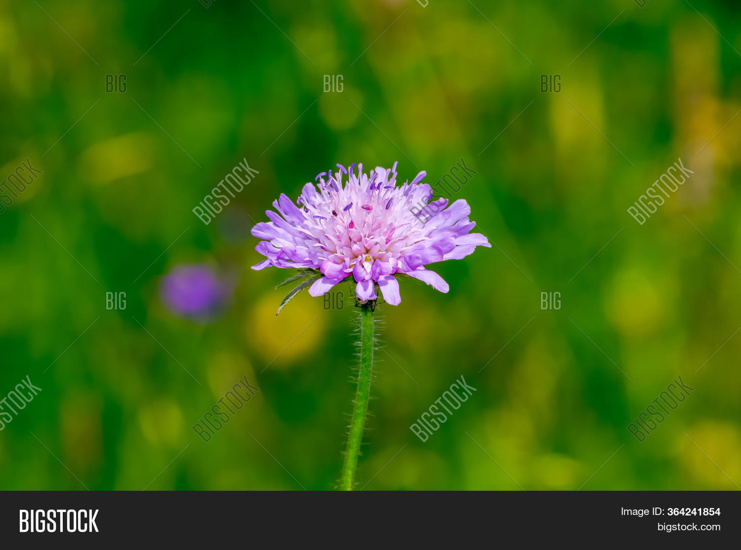 Immortal Lilac Flower Image & Photo (Free Trial) | Bigstock