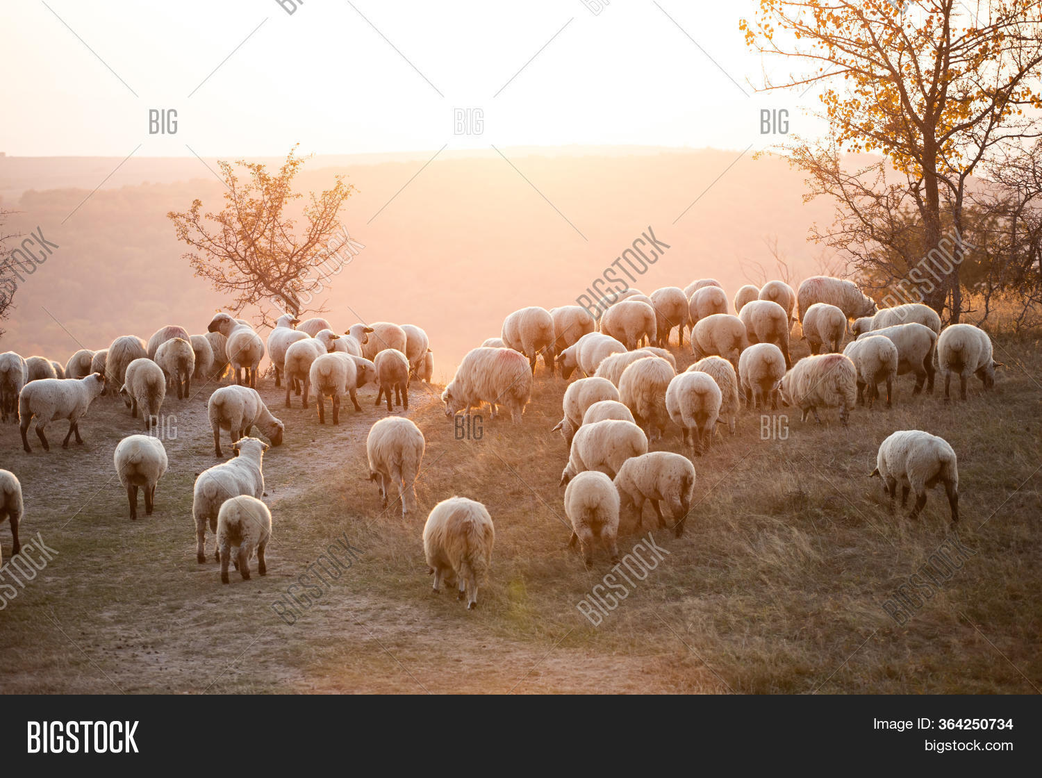 Flock Lamb Sheep Image & Photo (Free Trial) | Bigstock