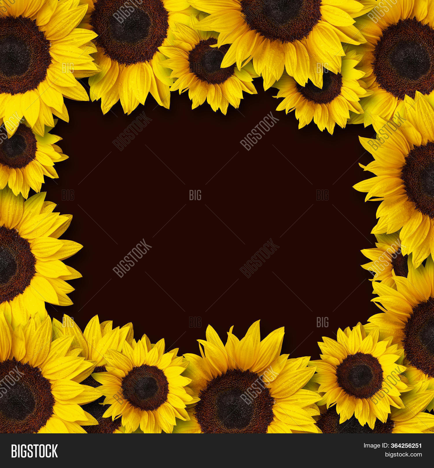 Sunflowers Frame Image & Photo (Free Trial) | Bigstock