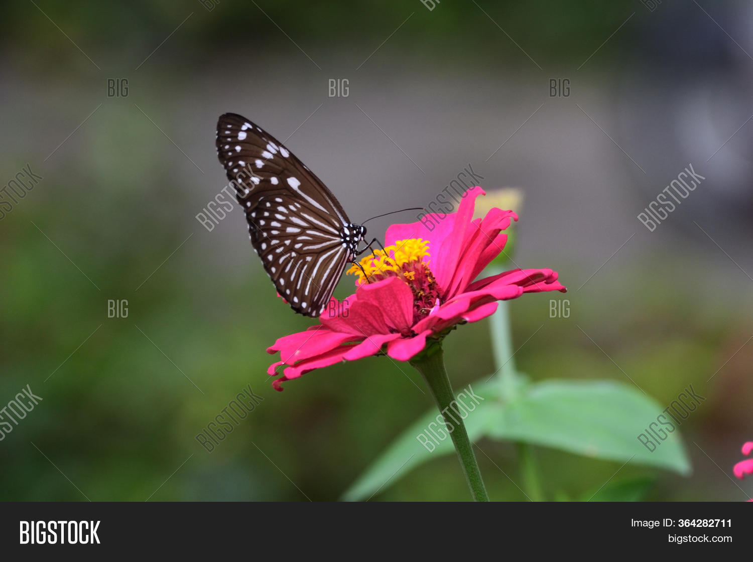 Tailed Judy, Abisara Image & Photo (Free Trial) | Bigstock