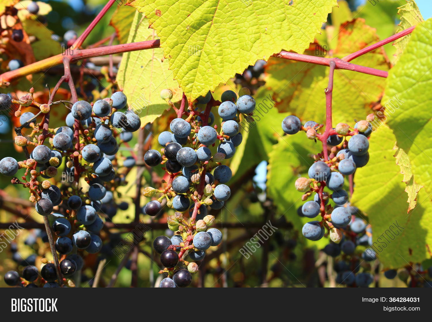 Decorative Grapes On Image & Photo (Free Trial) | Bigstock