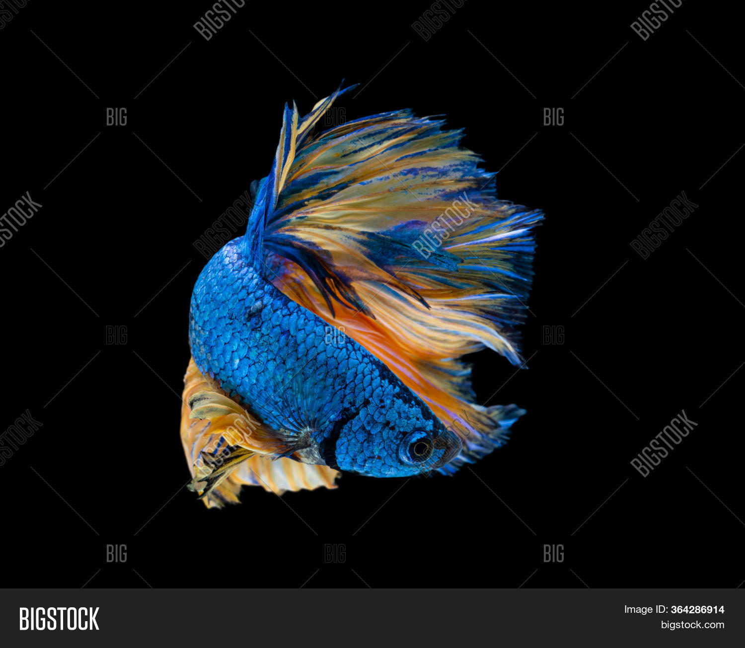Beautiful Betta Image & Photo (Free Trial) | Bigstock