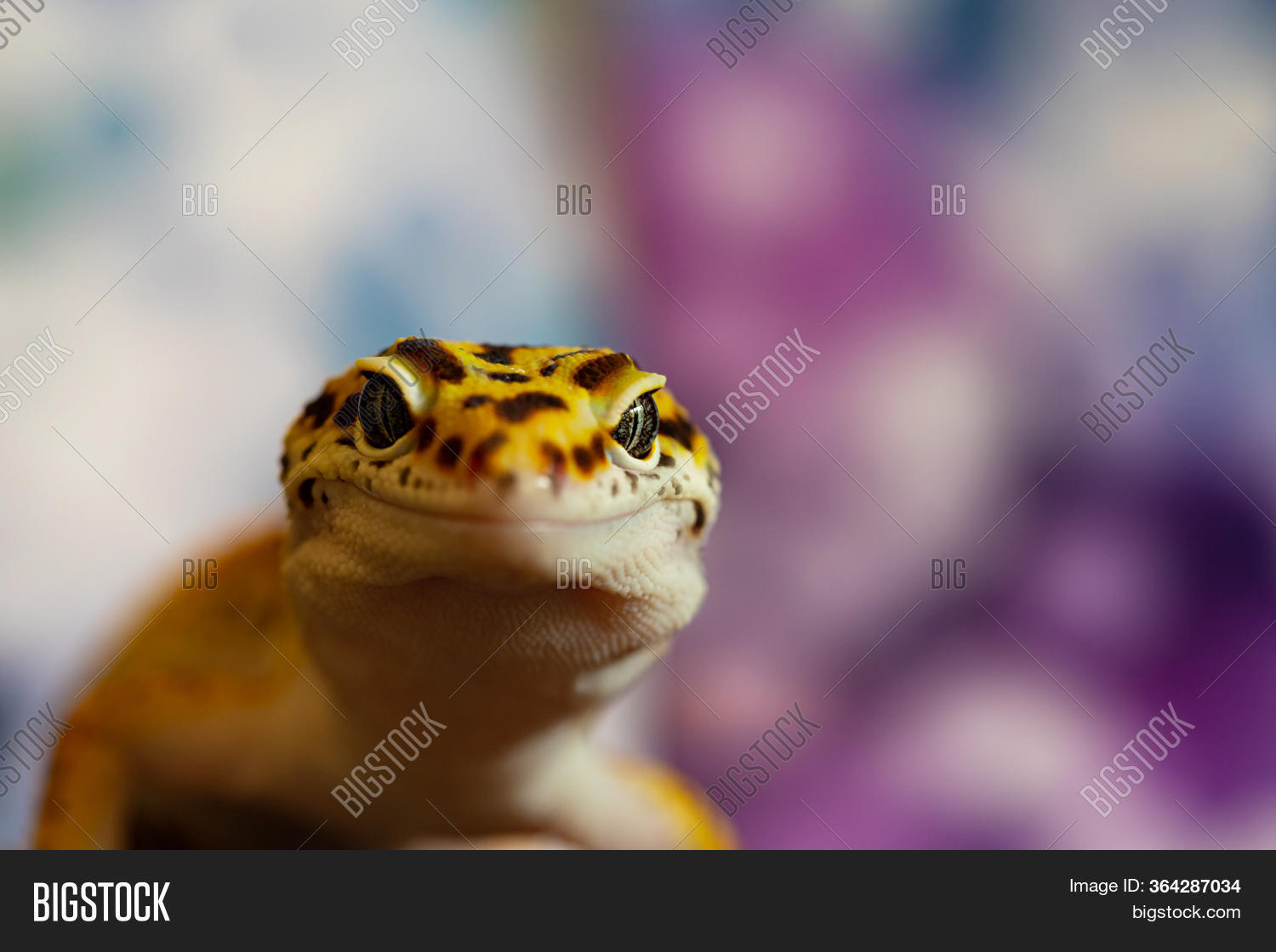 Leopard Gecko Lizard, Image & Photo (Free Trial) | Bigstock