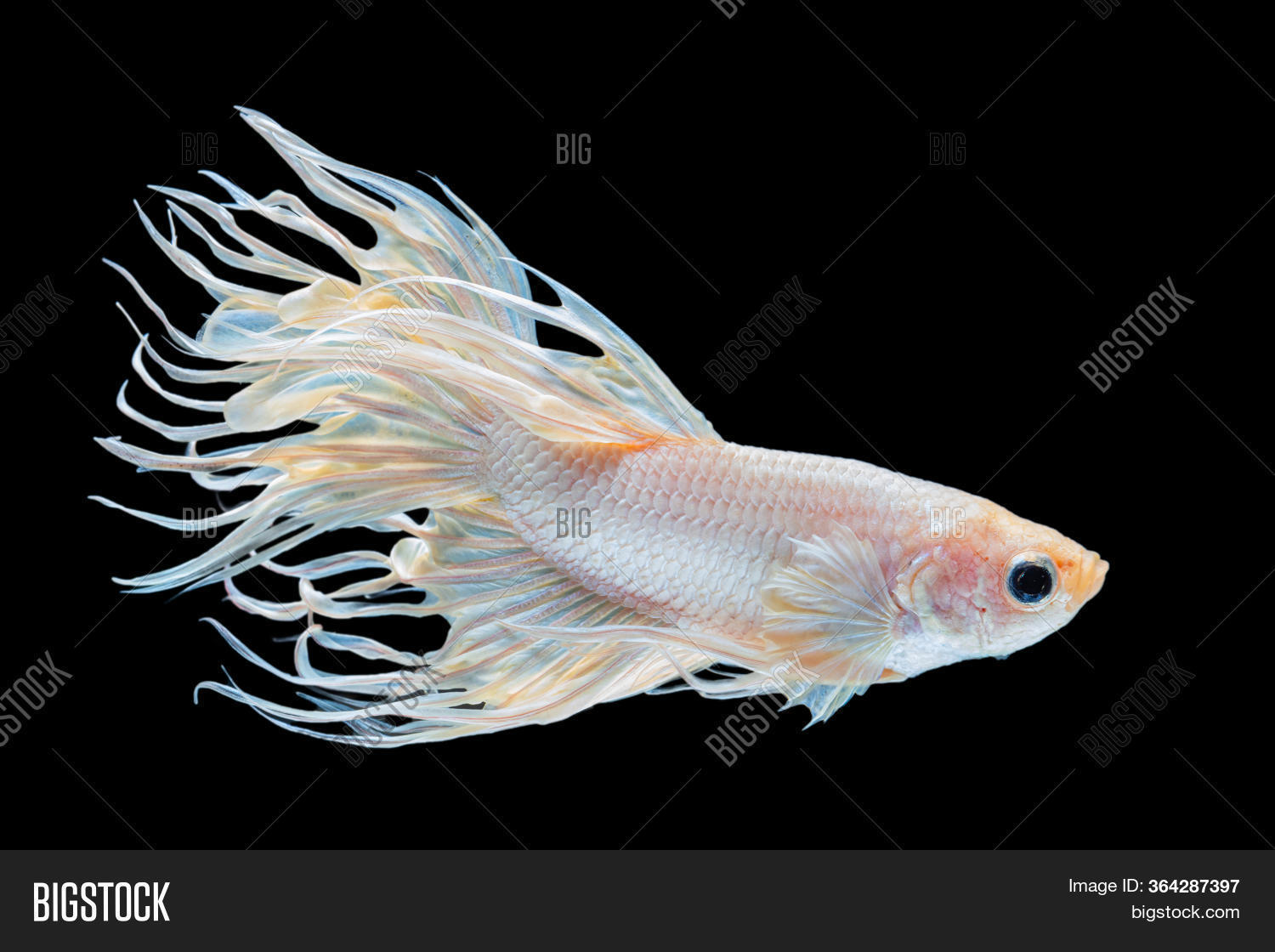 Beautiful White Image & Photo (Free Trial) | Bigstock