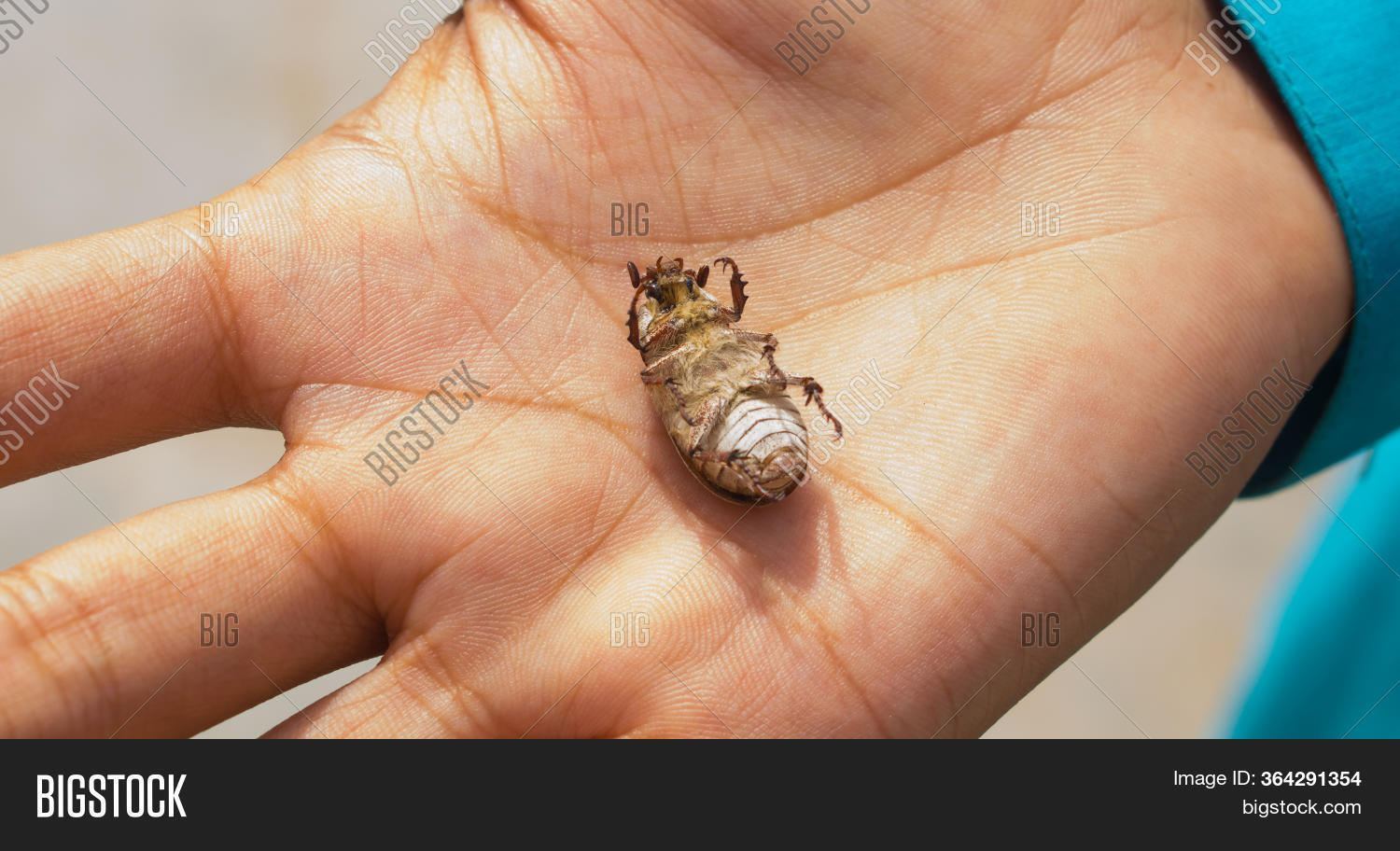 Closeup Female Beetle Image & Photo (Free Trial) | Bigstock