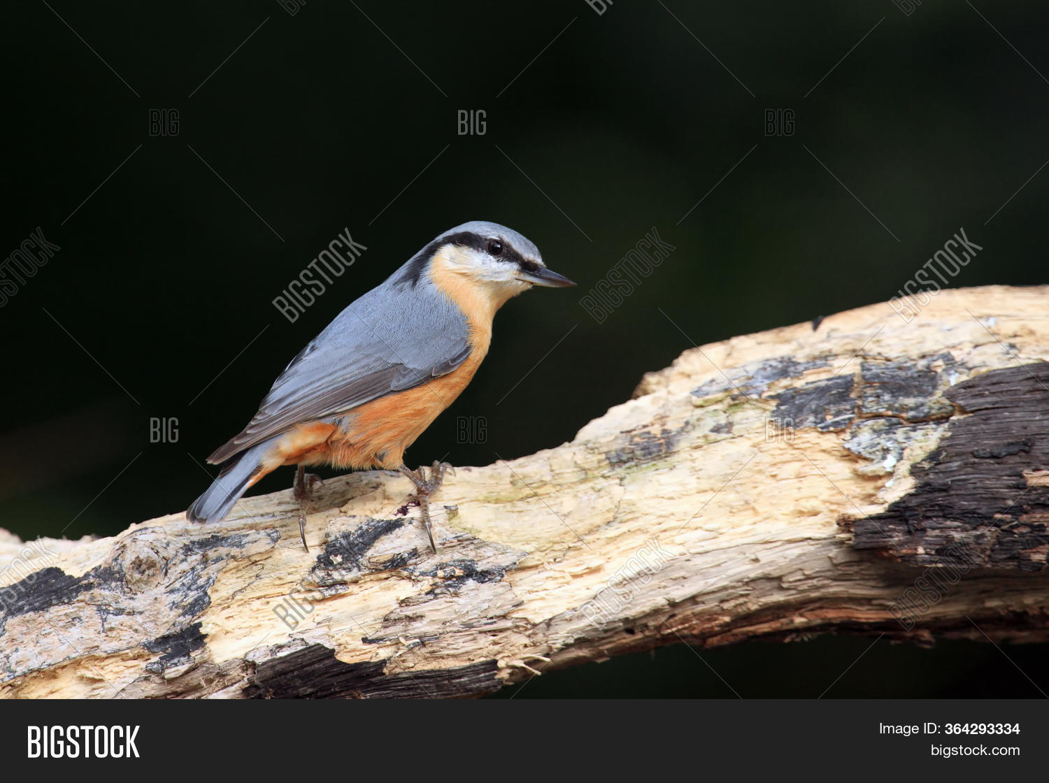 Eurasian Nuthatch Wood Image & Photo (Free Trial) | Bigstock