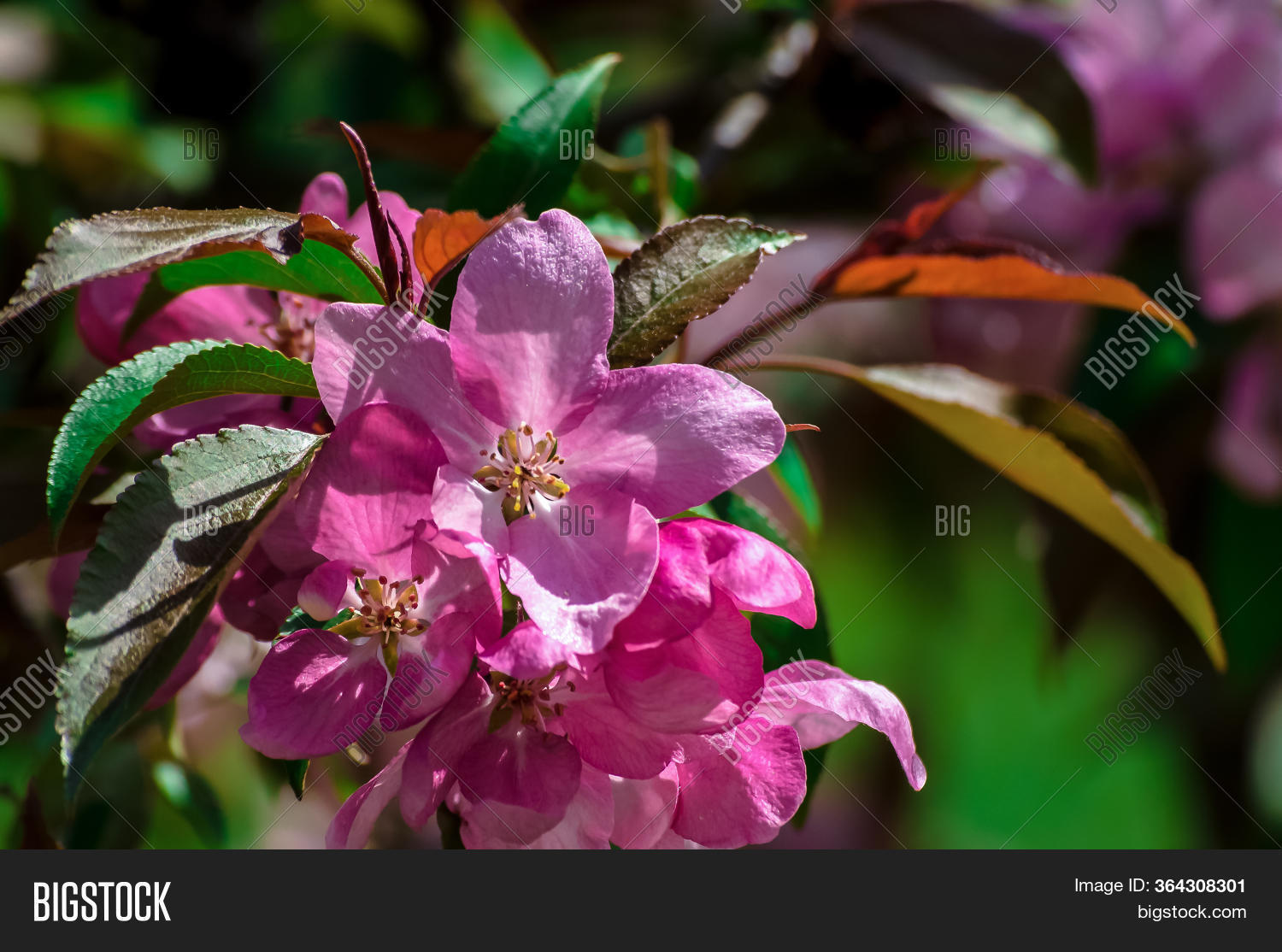 Spring Color - Flowers Image & Photo (Free Trial) | Bigstock