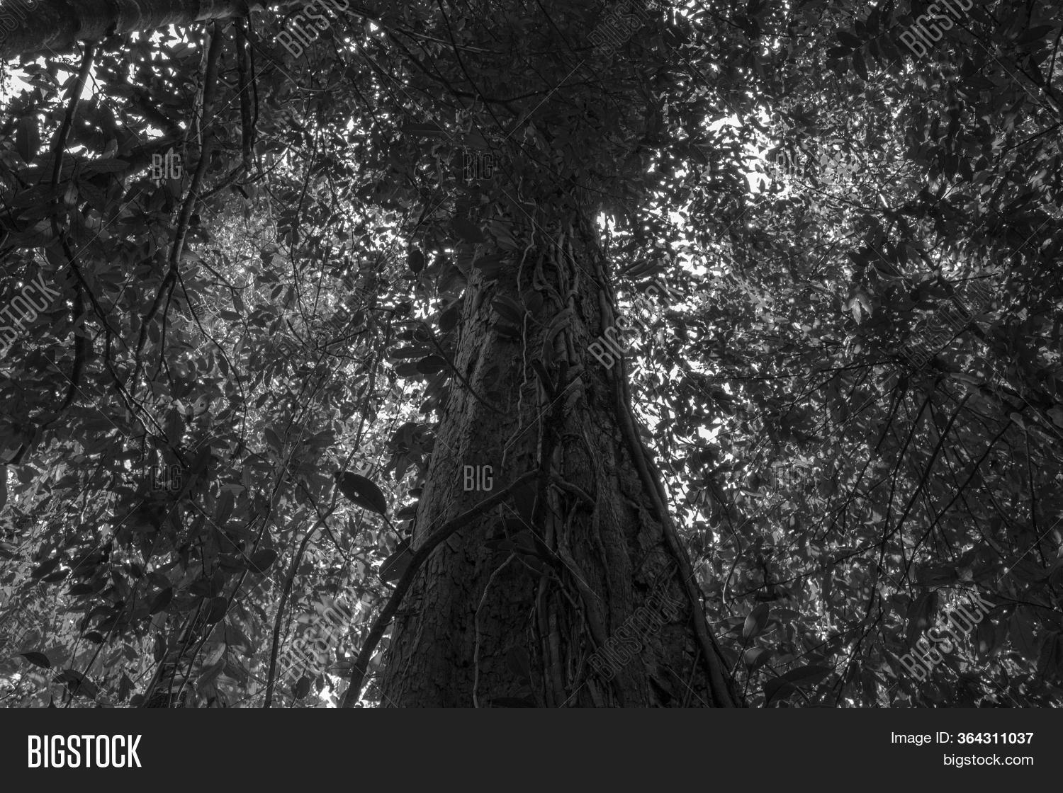 Bottom View Big Tree Image & Photo (Free Trial) | Bigstock
