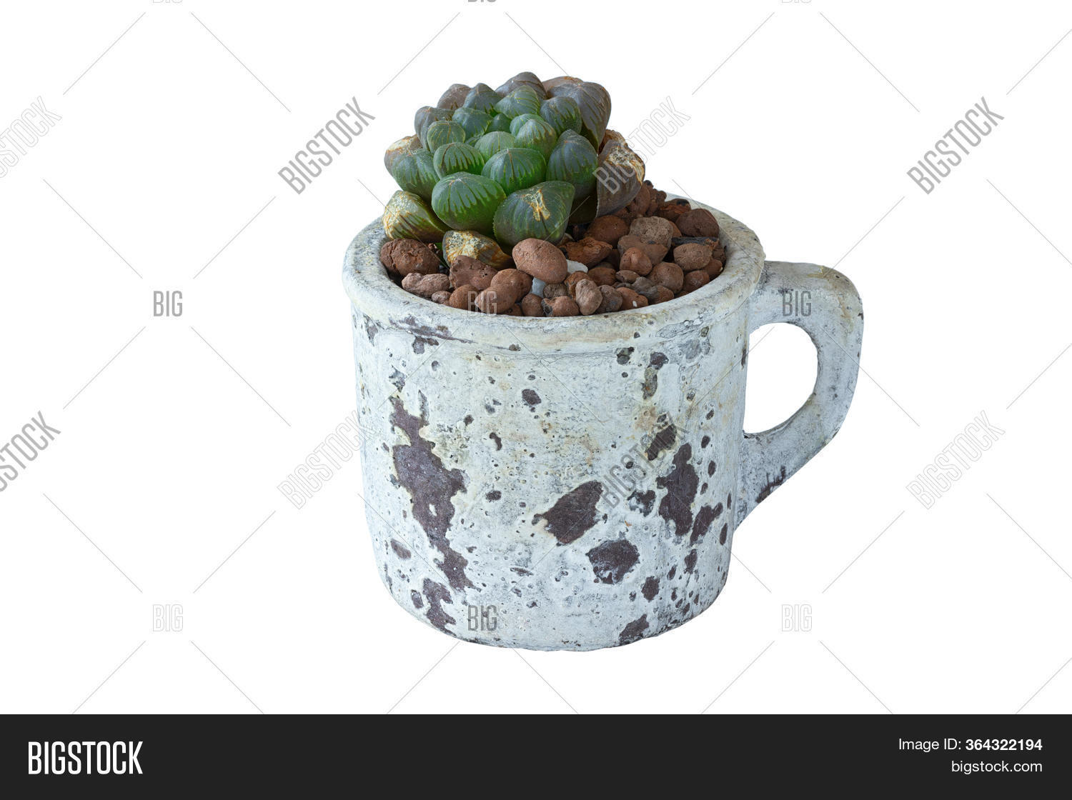 Small Cute Succulent Image & Photo (Free Trial) | Bigstock