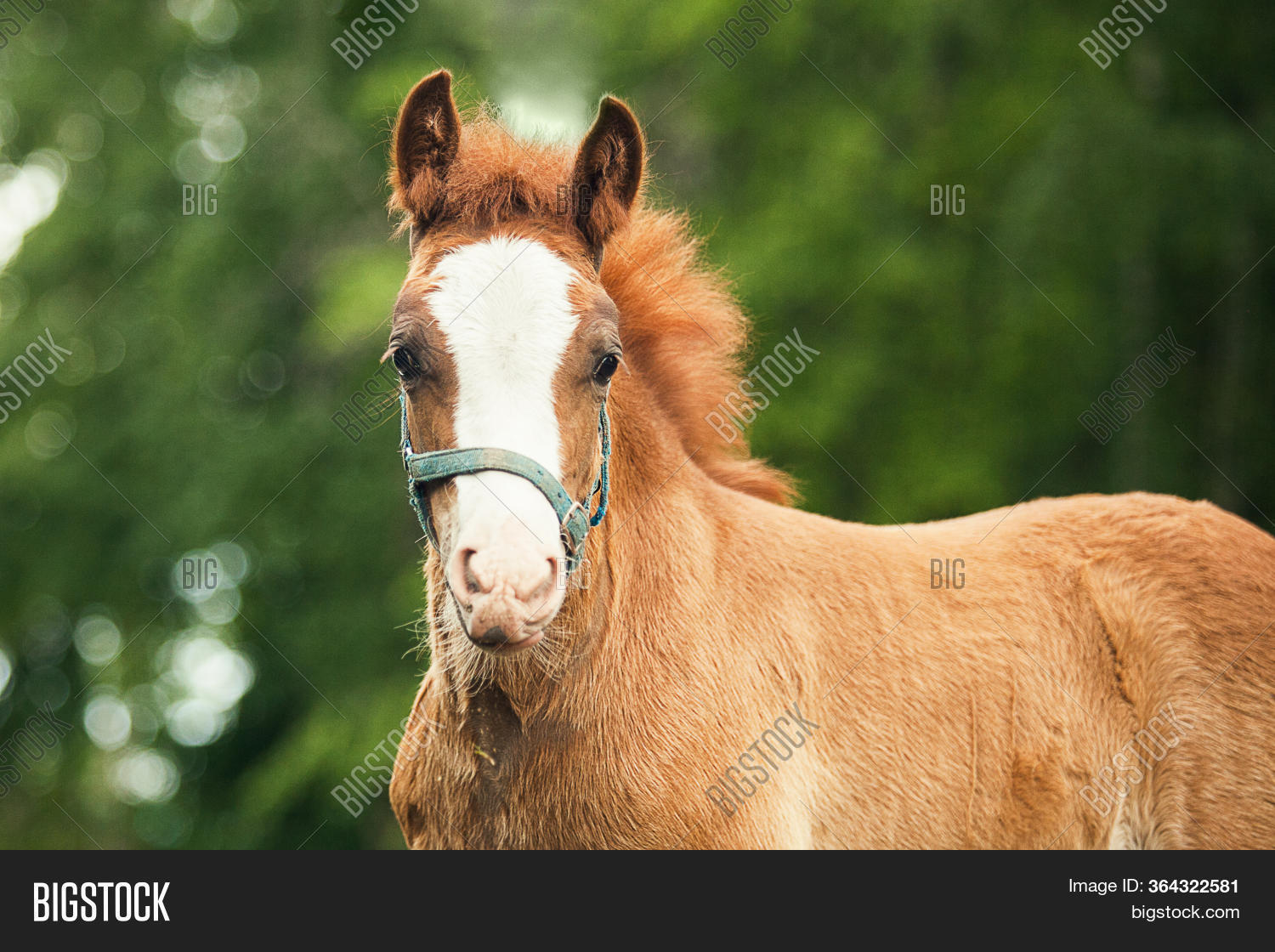 Portrait Brown Foal, Image & Photo (Free Trial) | Bigstock