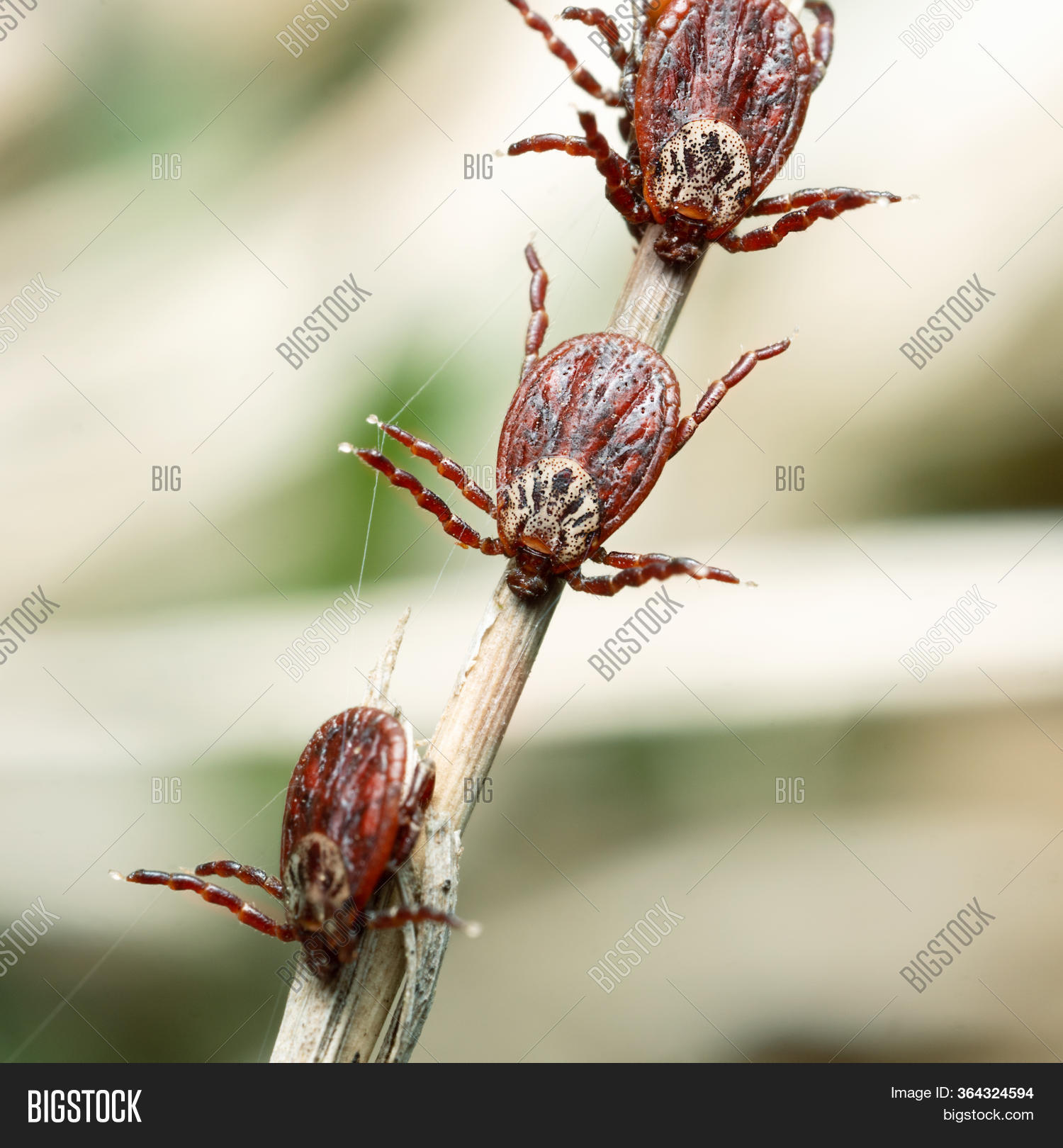 Group Mites Sitting On Image & Photo (Free Trial) | Bigstock