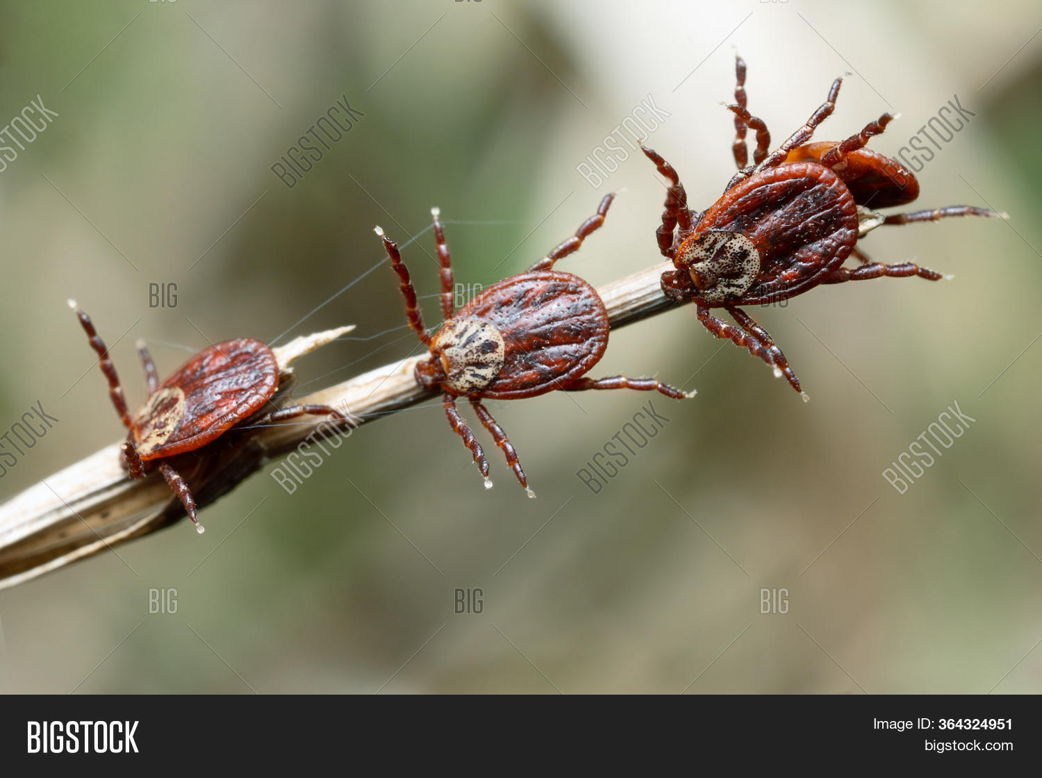 Group Mites Sitting On Image & Photo (Free Trial) | Bigstock
