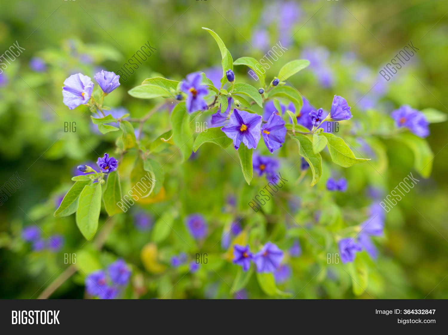 Beautiful Violette Image & Photo (Free Trial) | Bigstock