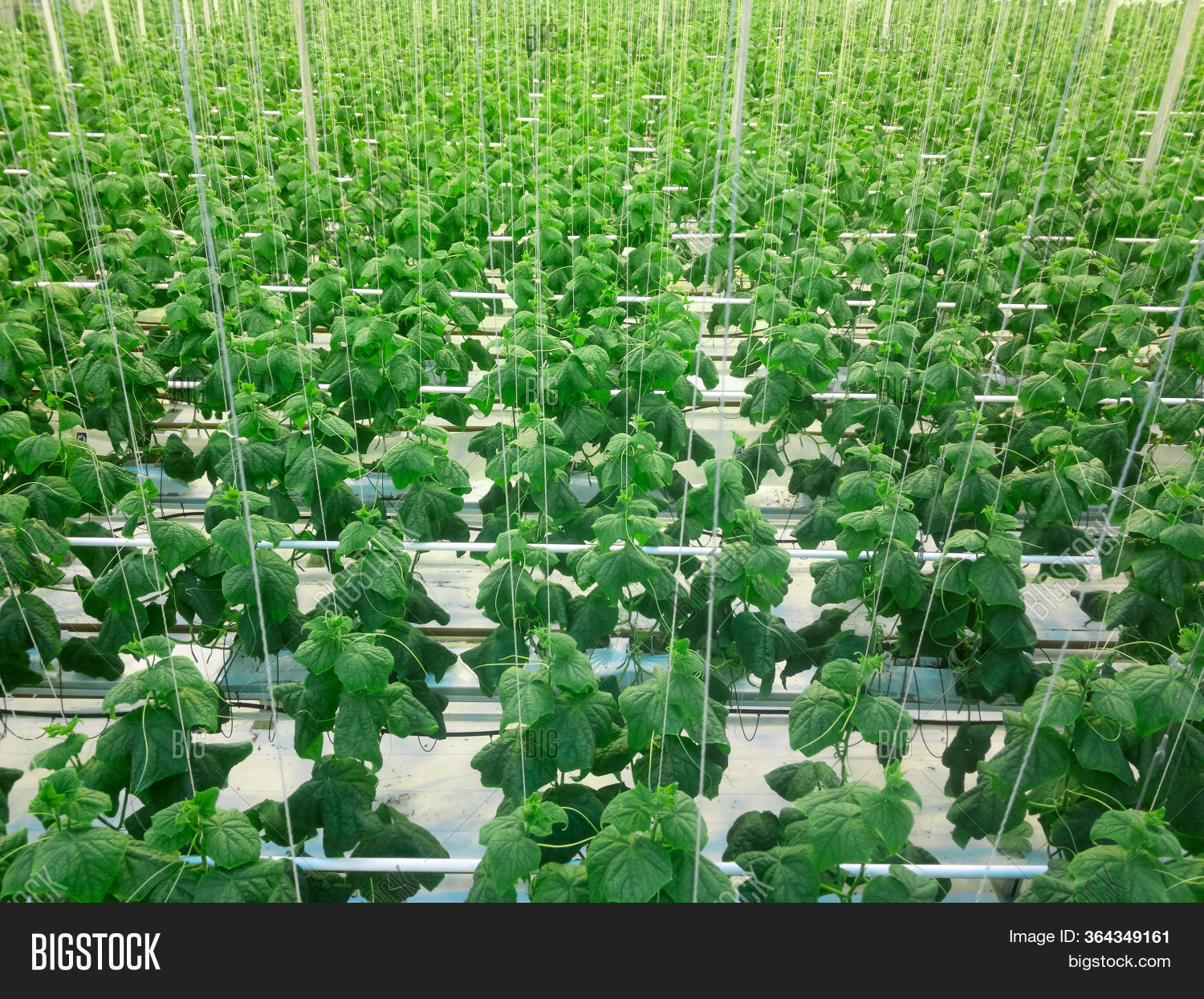 Cucumber Farm Image & Photo (Free Trial) | Bigstock