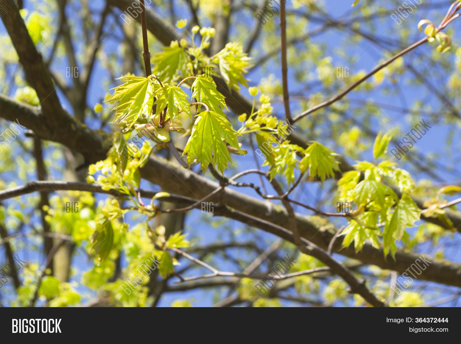 Maple Tree Budding