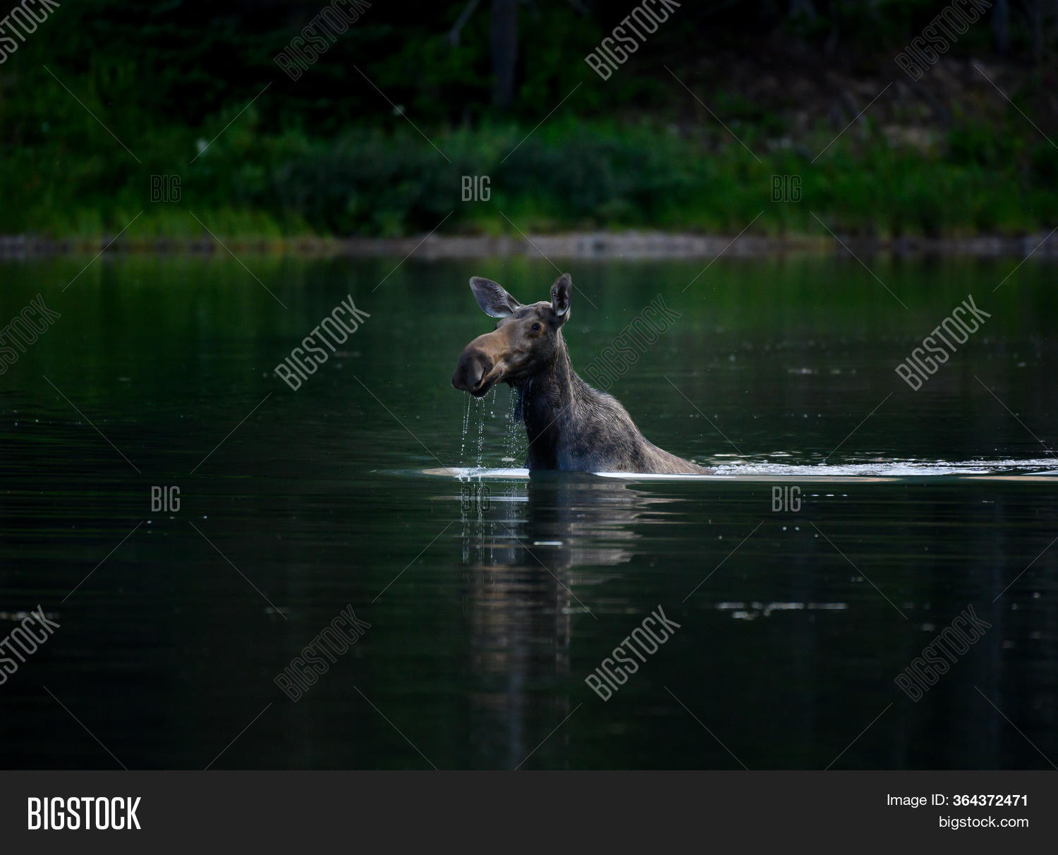 Female Moose Neck Deep Image & Photo (Free Trial) | Bigstock