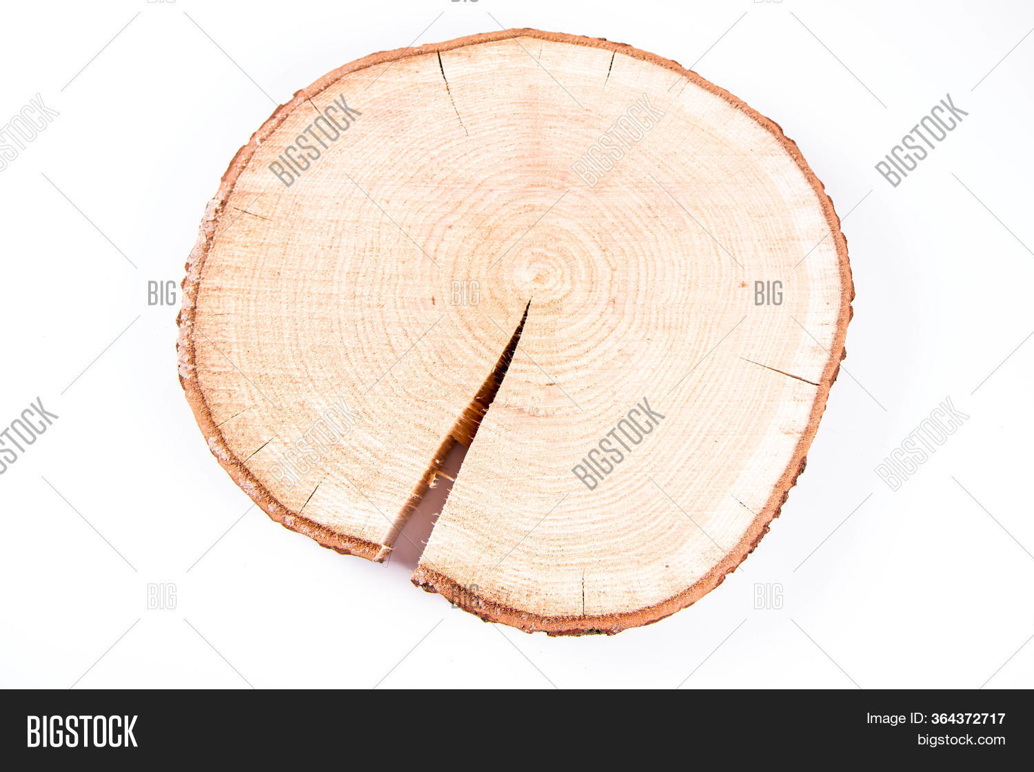 Slice Fresh Oak Wood Image & Photo (Free Trial) | Bigstock