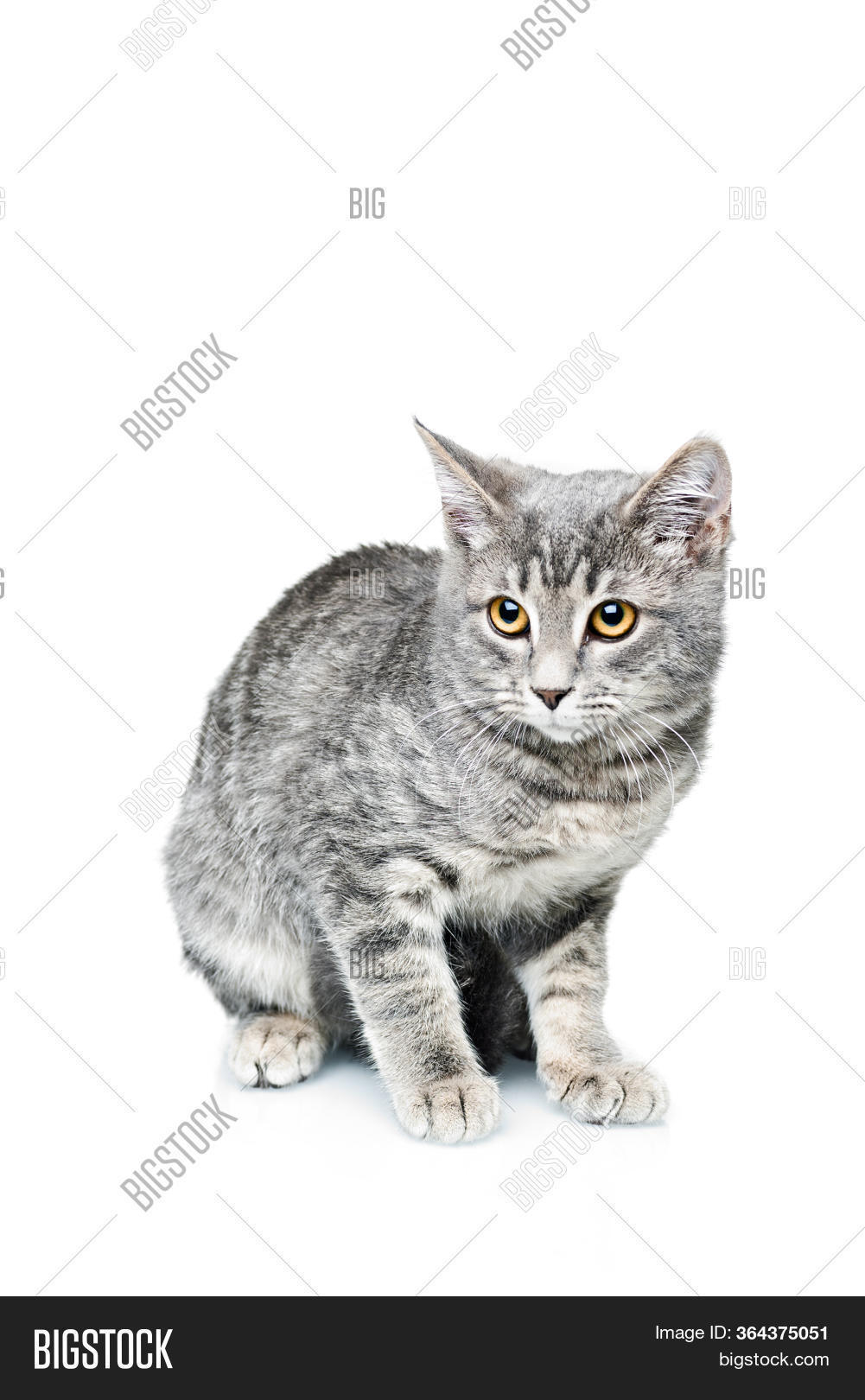 Grey Smoky Kitten On Image & Photo (Free Trial) | Bigstock