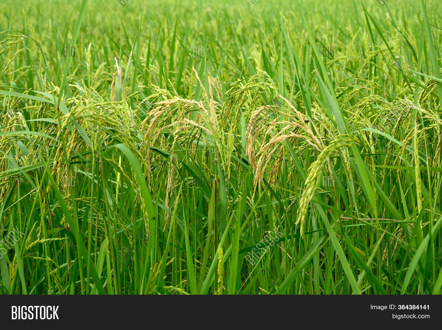 Close Group Rice Paddy Image & Photo (Free Trial) | Bigstock