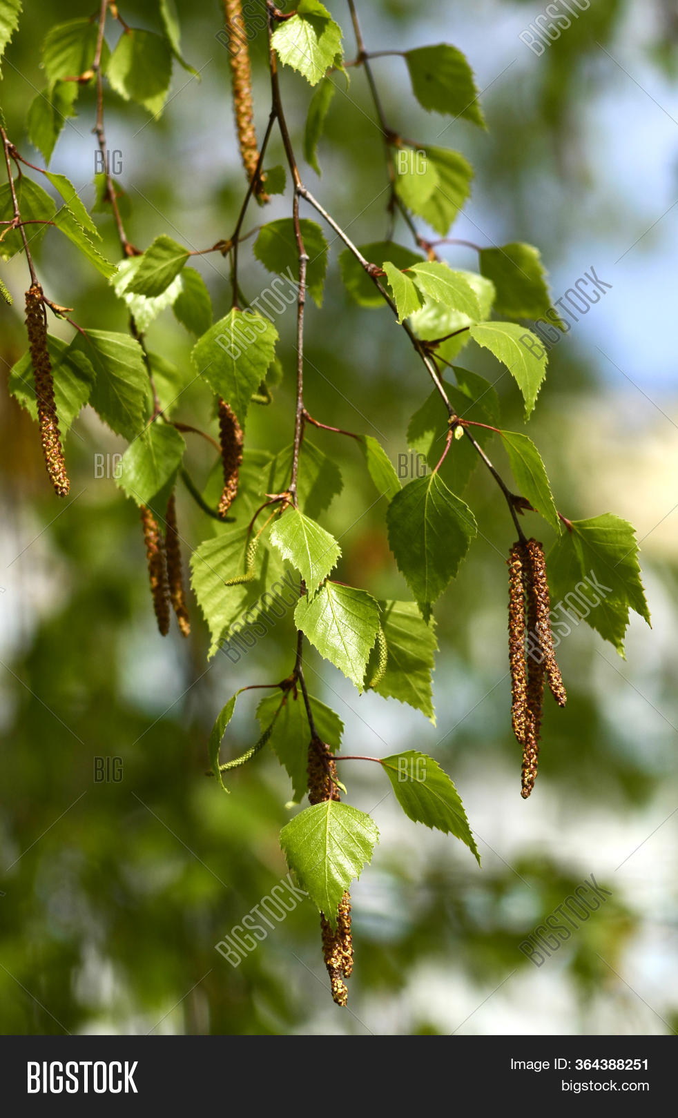 Young Twigs Birch Image & Photo (Free Trial) | Bigstock