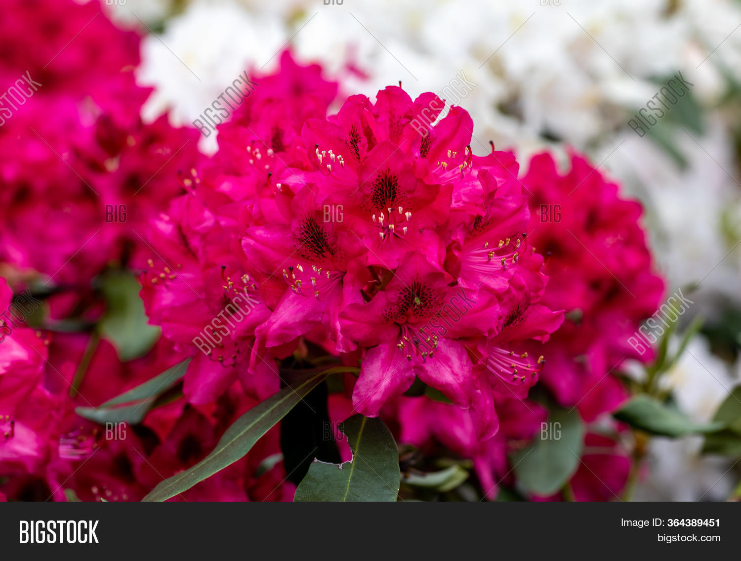 Blooming Red Flowers Image & Photo (Free Trial) | Bigstock