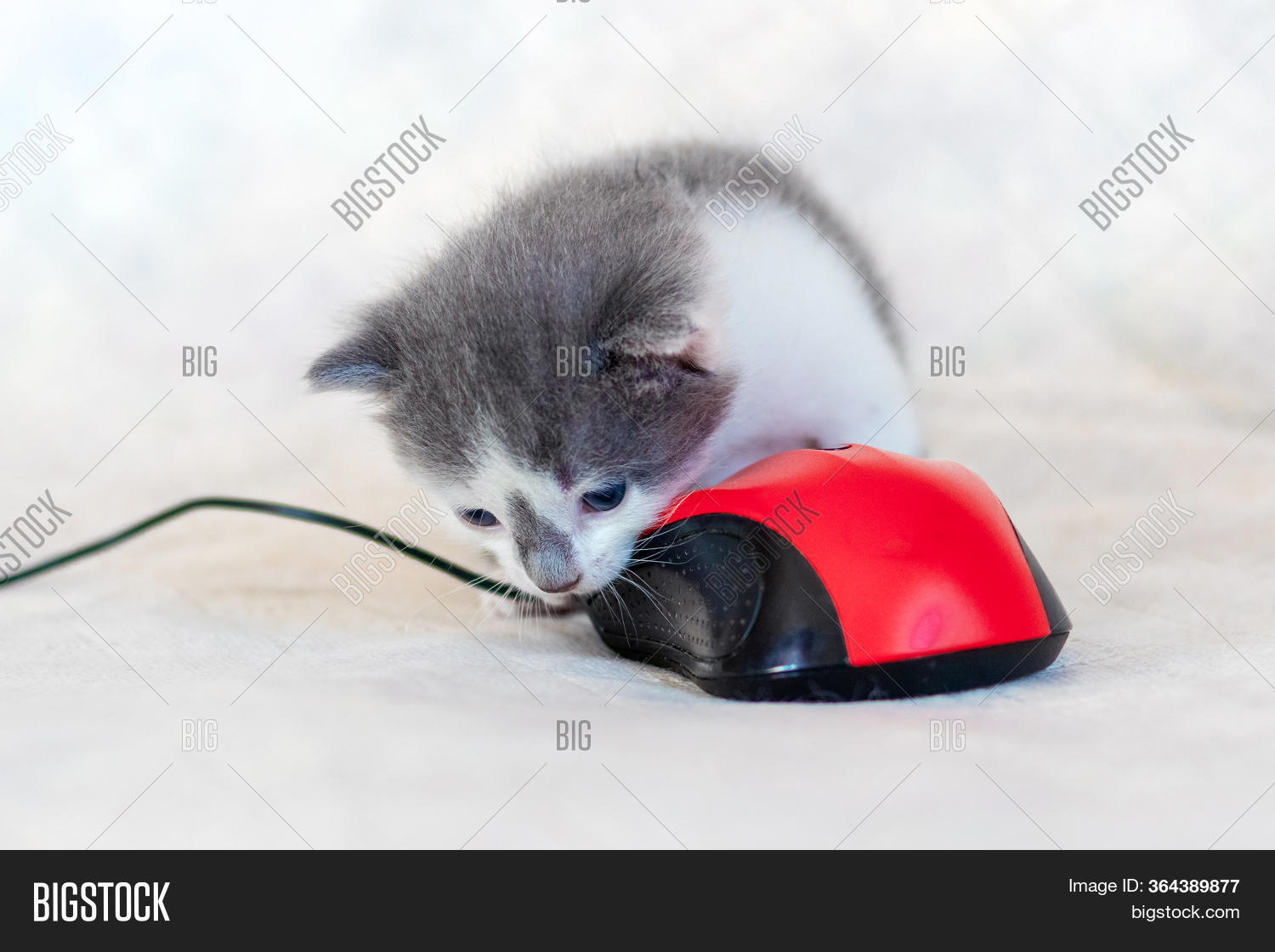 Small Cat Playing Image & Photo (Free Trial) | Bigstock