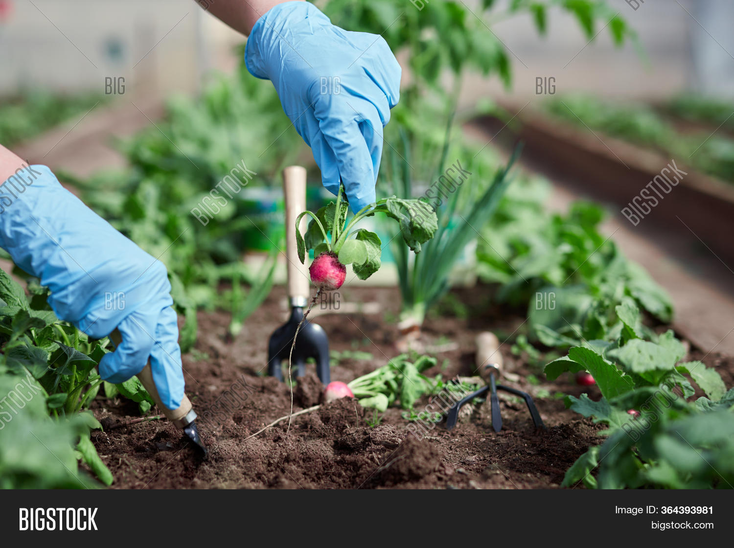 Gardeners Hands Image & Photo (Free Trial) | Bigstock