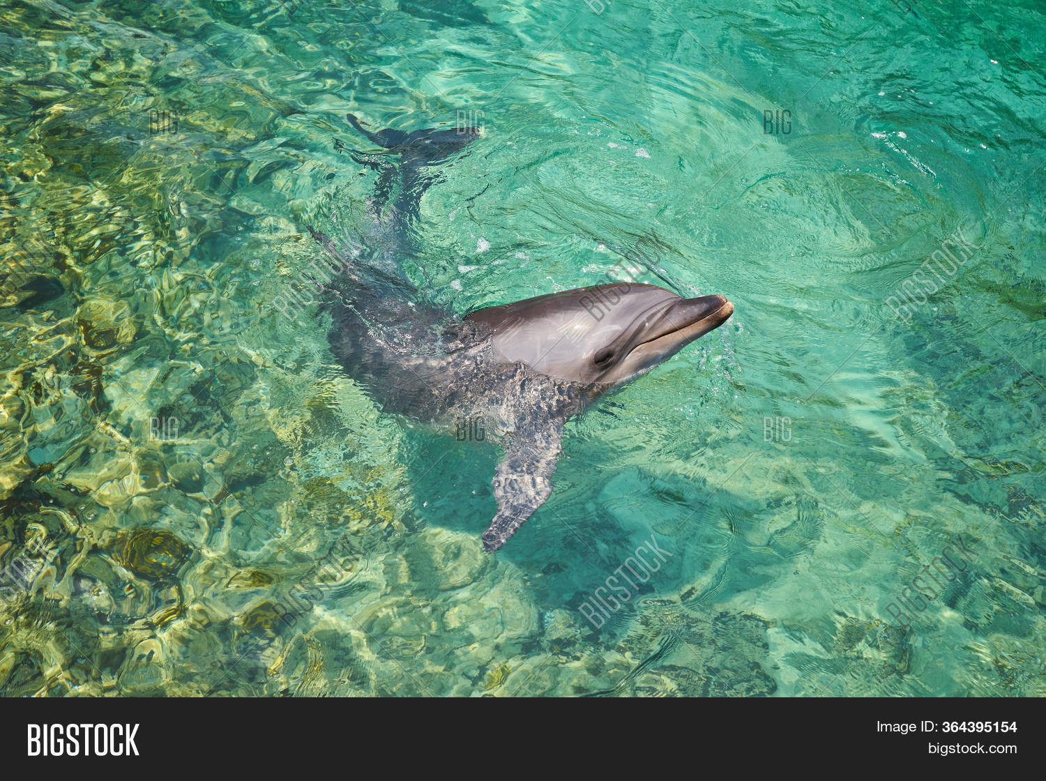 Dolphin Portrait While Image & Photo (Free Trial) | Bigstock