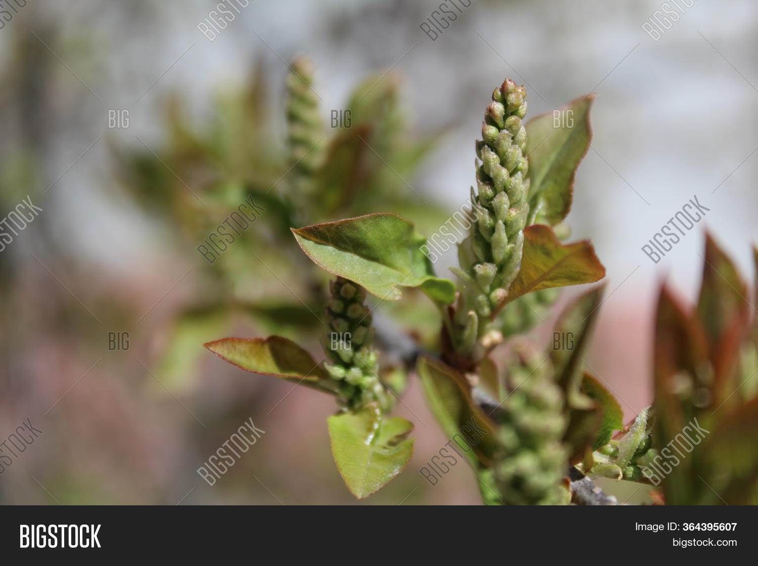 Budding Buds Small Image & Photo (Free Trial) | Bigstock