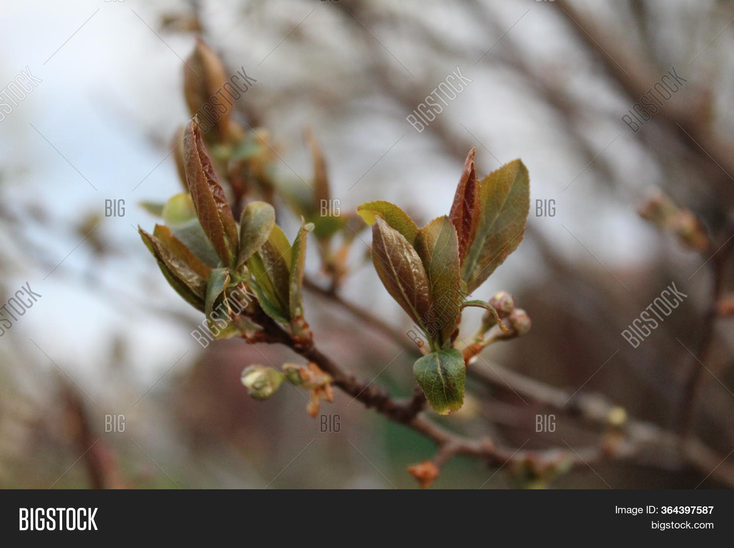 Budding Buds Small Image & Photo (Free Trial) | Bigstock