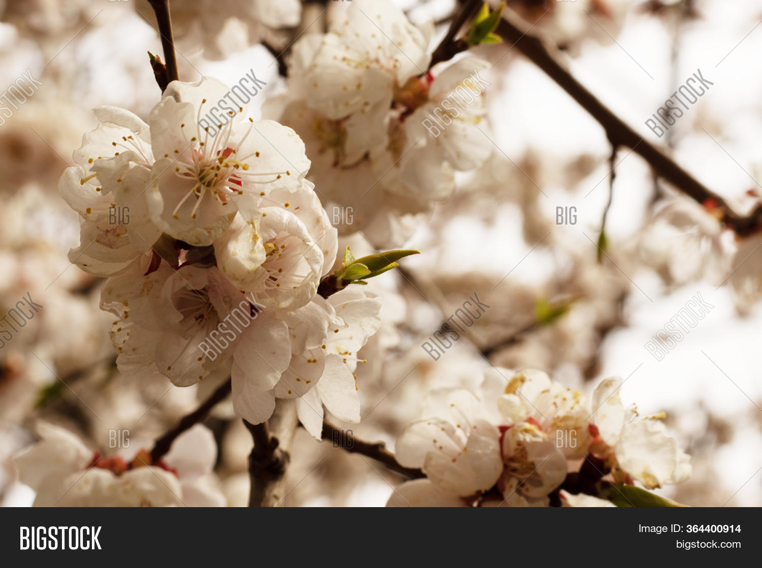 Blooming Apricot Tree Image & Photo (Free Trial) | Bigstock