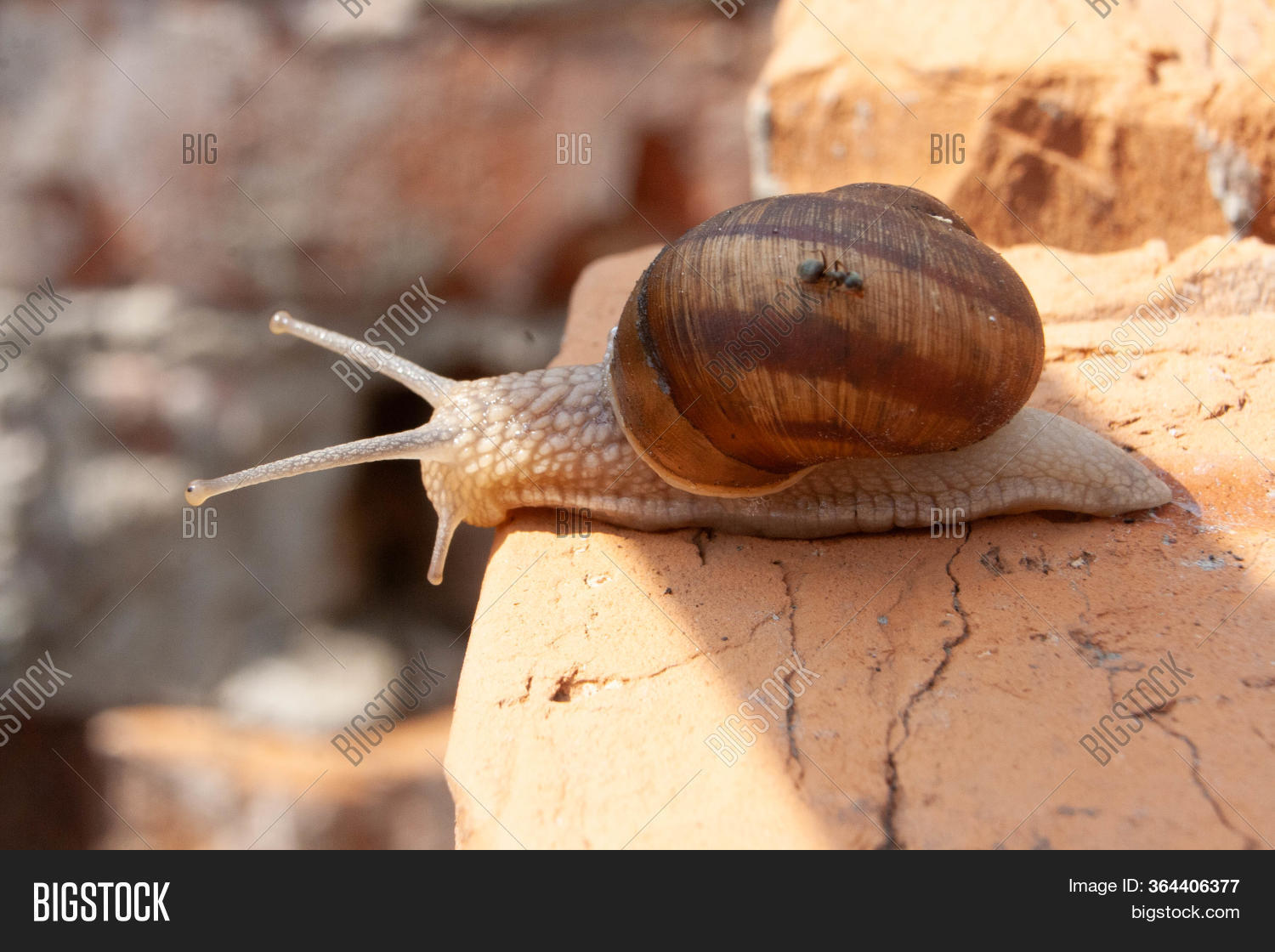 Snail Ant On Back Image & Photo (Free Trial) | Bigstock