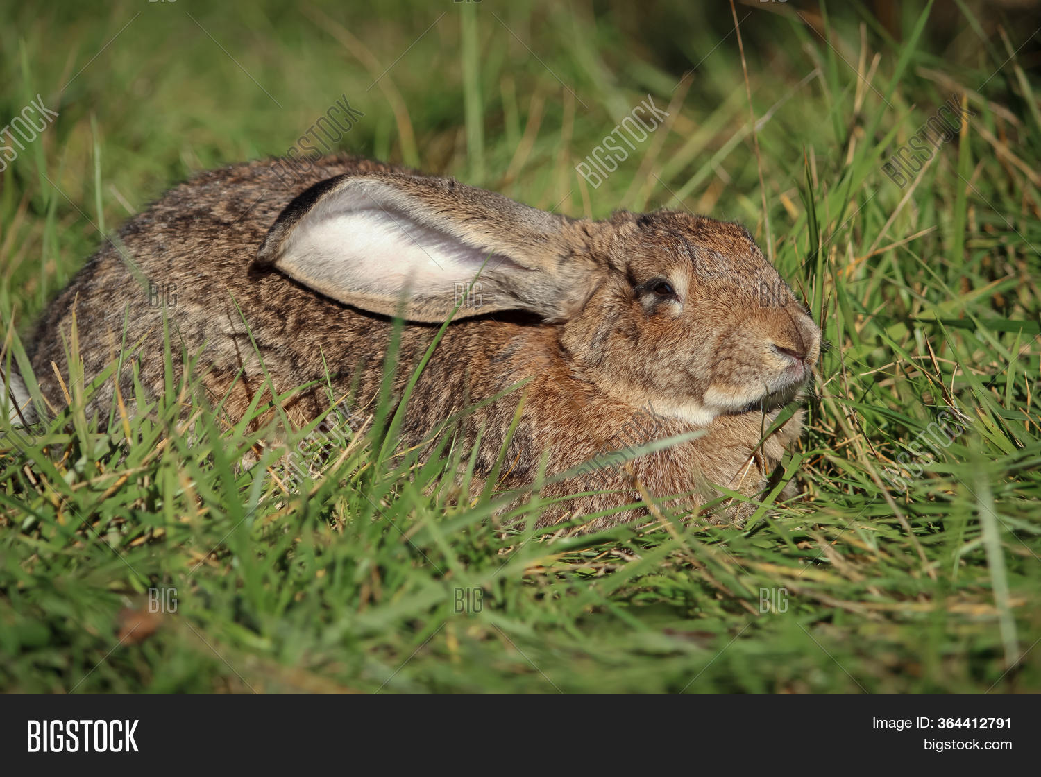 Big Gray Rabbit Sits Image & Photo (Free Trial) | Bigstock