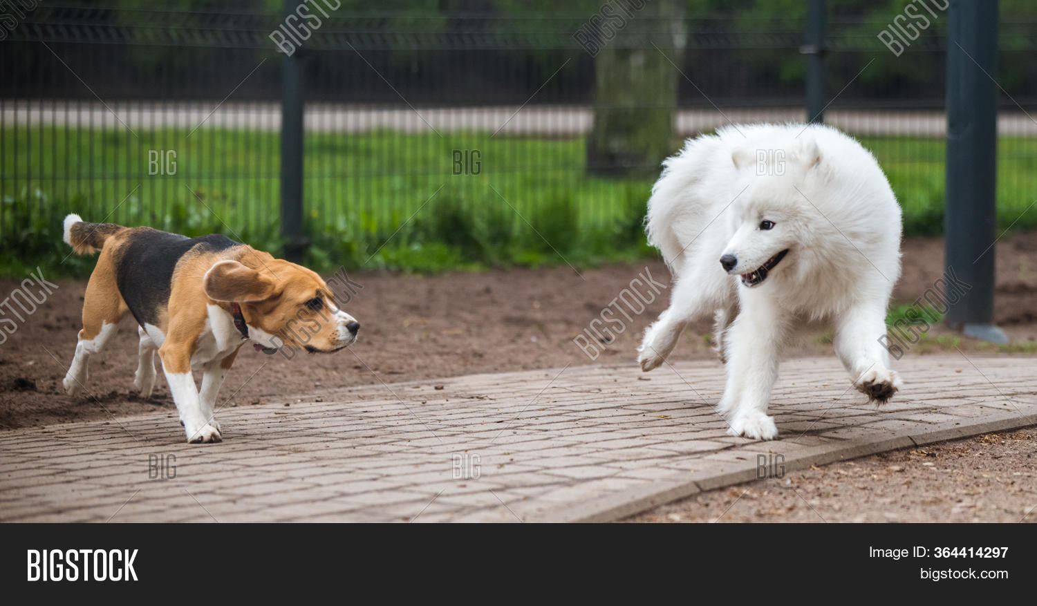 Samoyed Dog Beagle Image & Photo (Free Trial) | Bigstock