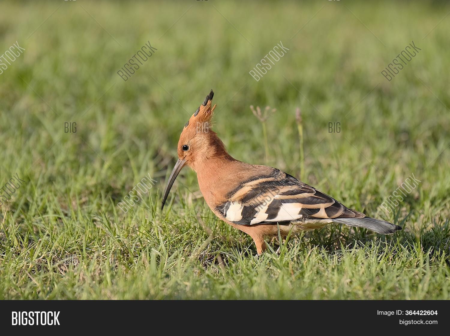 Beautiful Hoopoe Bird Image & Photo (Free Trial) | Bigstock