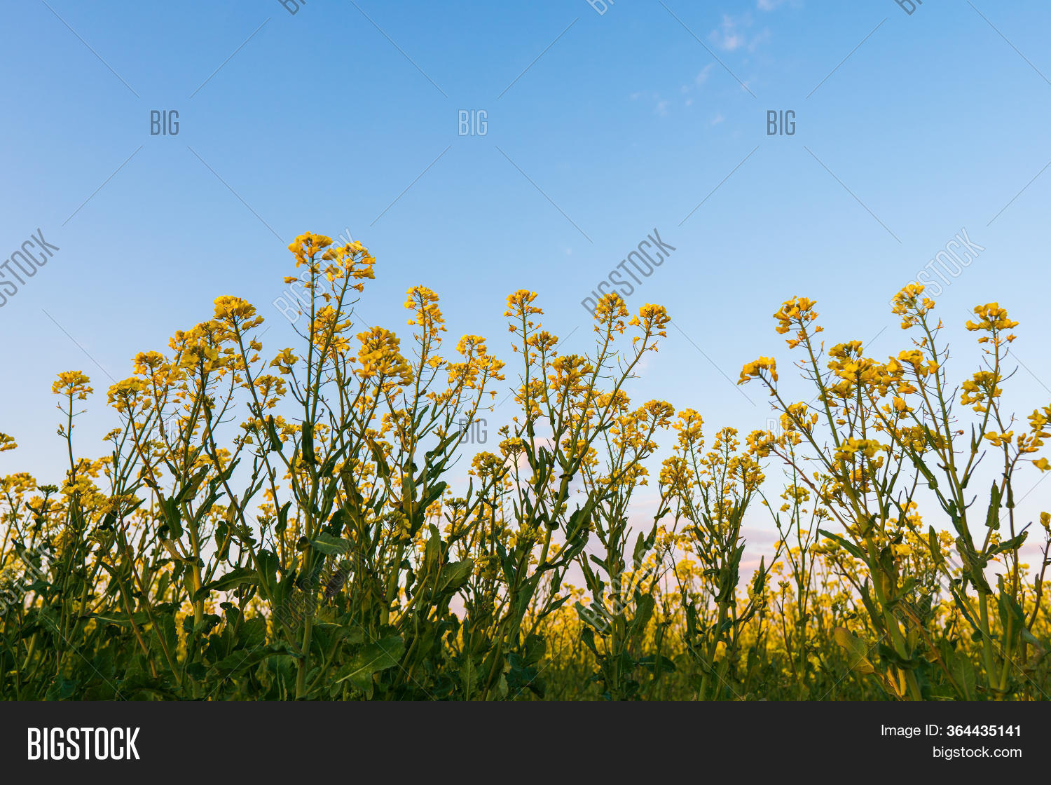 Blooming Rapeseed Image & Photo (Free Trial) | Bigstock