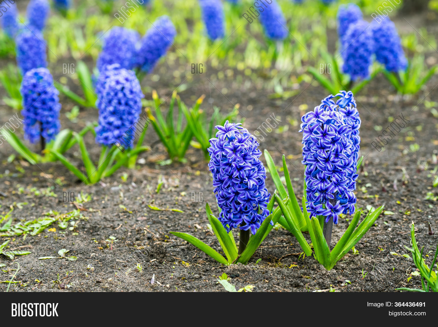 Blue Hyacinths Flowers Image & Photo (Free Trial) | Bigstock