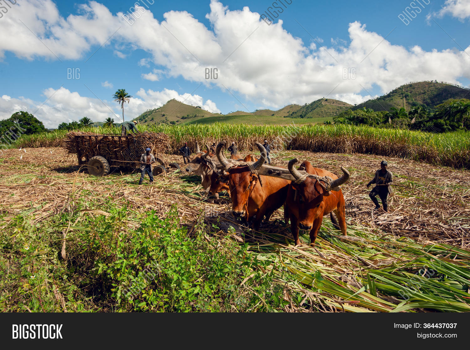 Sugarcane Harvest Image & Photo (Free Trial) | Bigstock