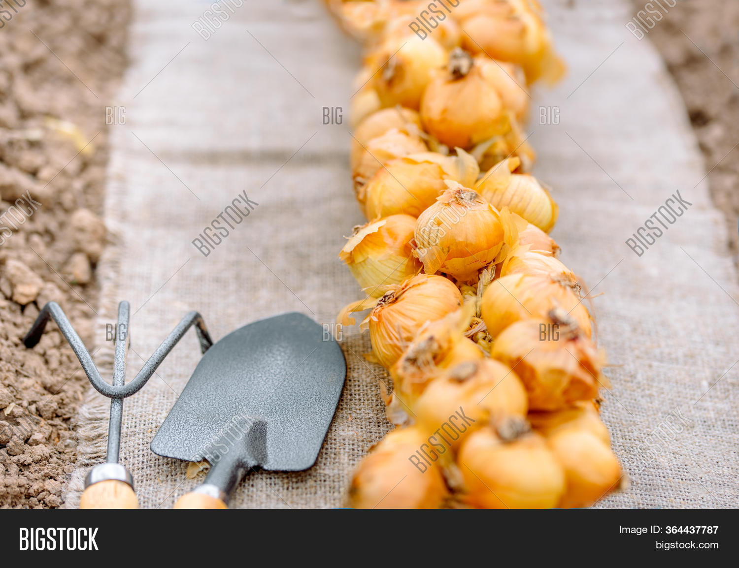 Bunch Onion Bulbs Image & Photo (Free Trial) | Bigstock
