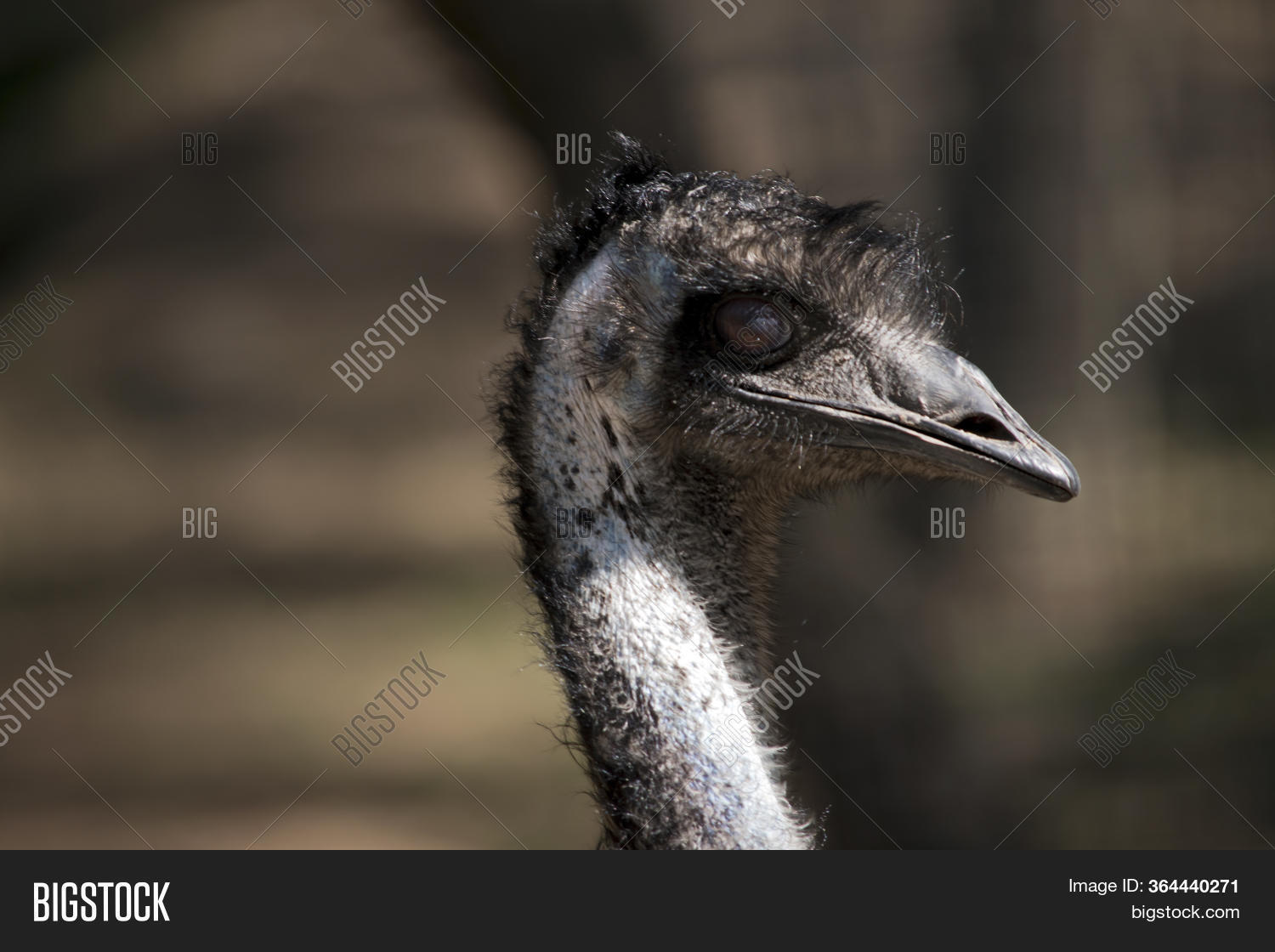 This Close Emu Image & Photo (Free Trial) | Bigstock