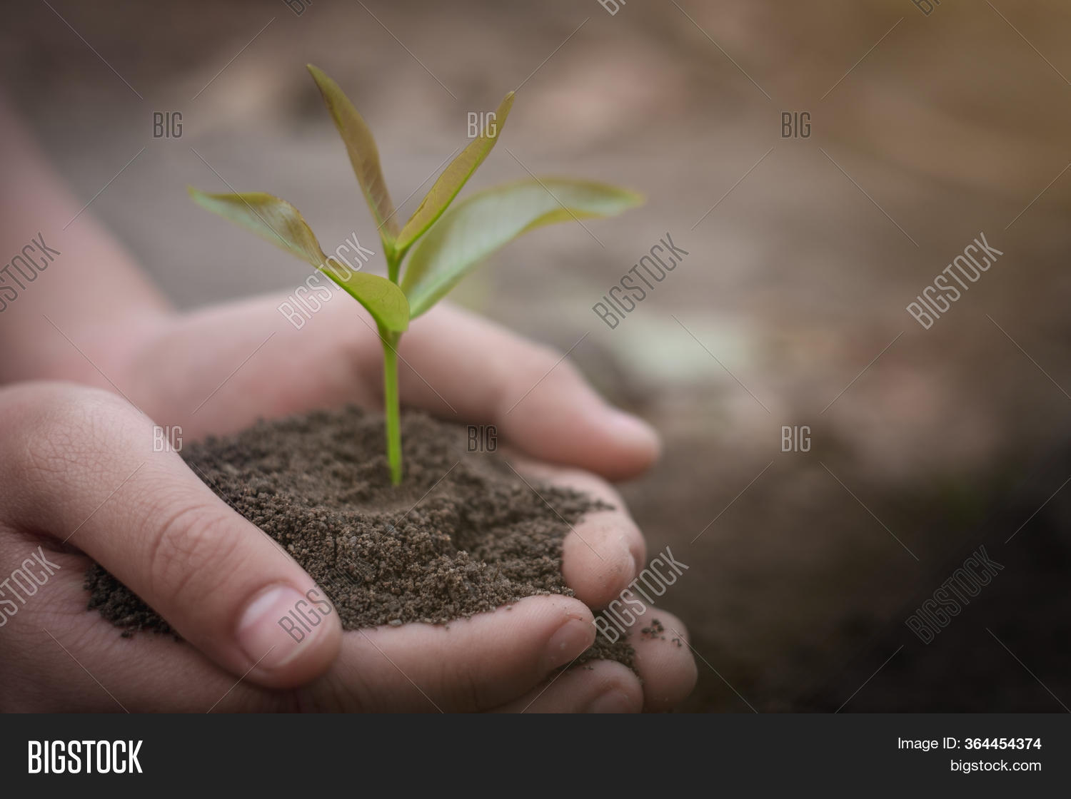 Seedlings Hand That Image & Photo (Free Trial) | Bigstock