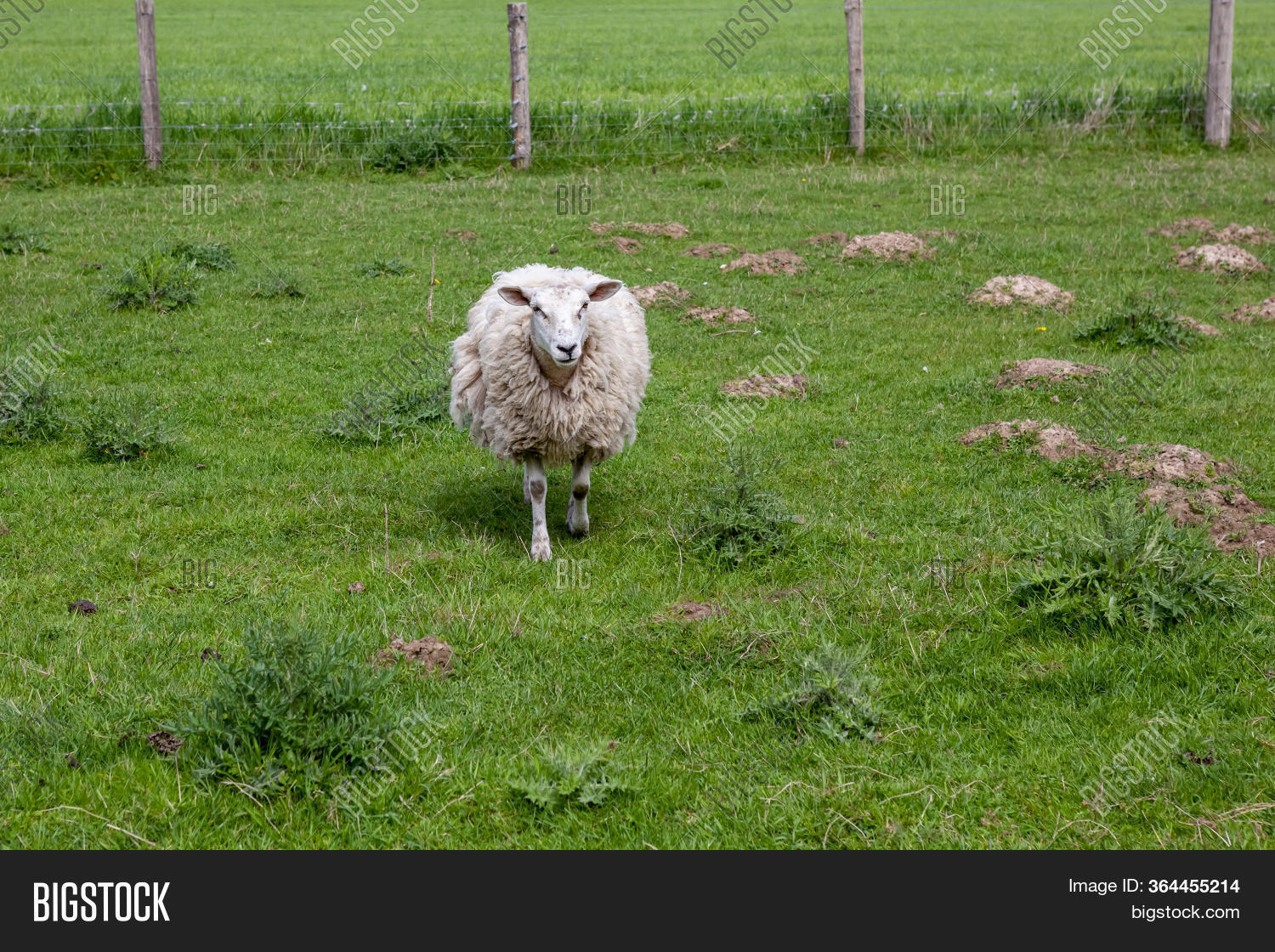 This Landscape Farm Image & Photo (Free Trial) | Bigstock