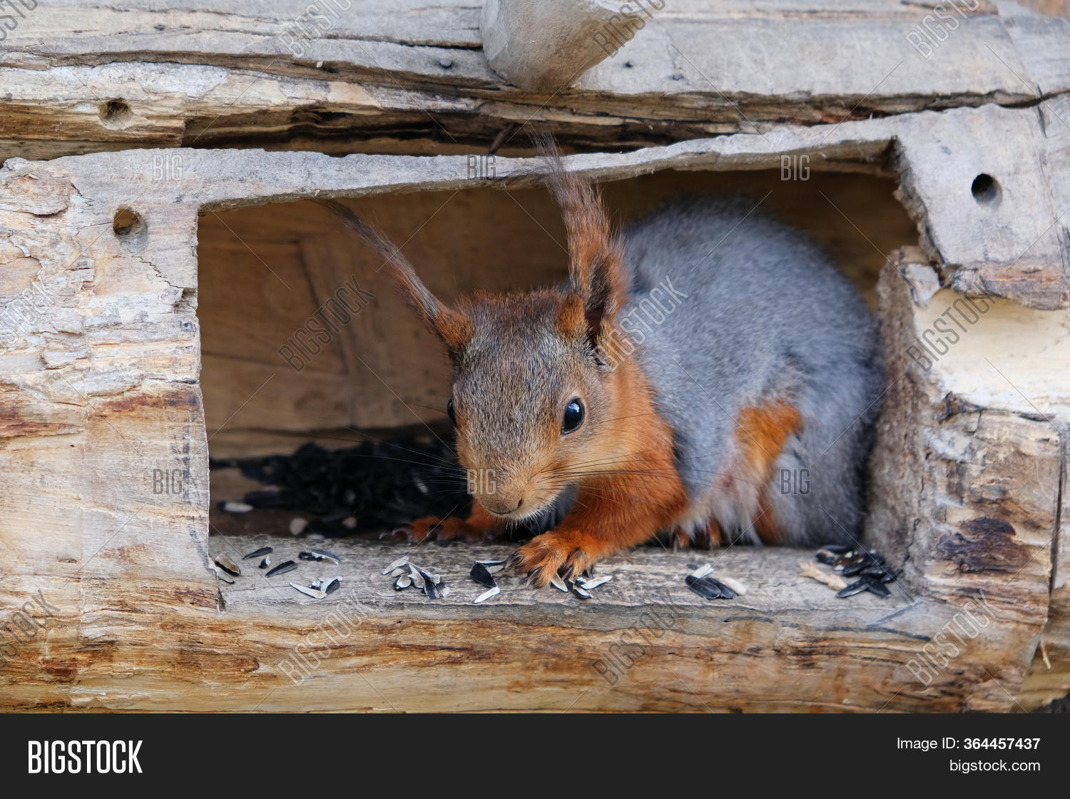 Hungry Young Squirrel Image & Photo (Free Trial) | Bigstock